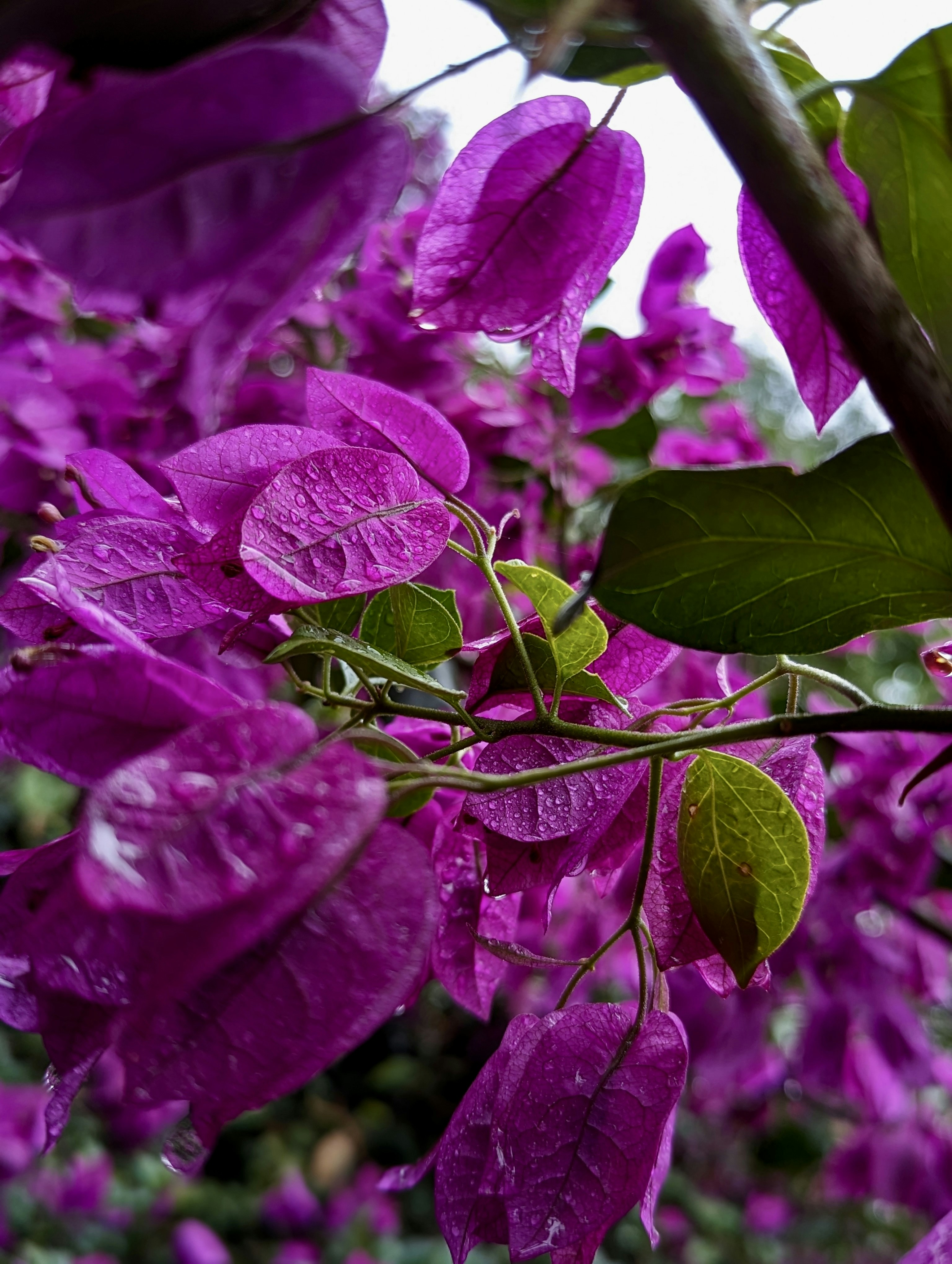Dew-kissed Bougainvillea: Close-Up Portrait of Magenta Bracts