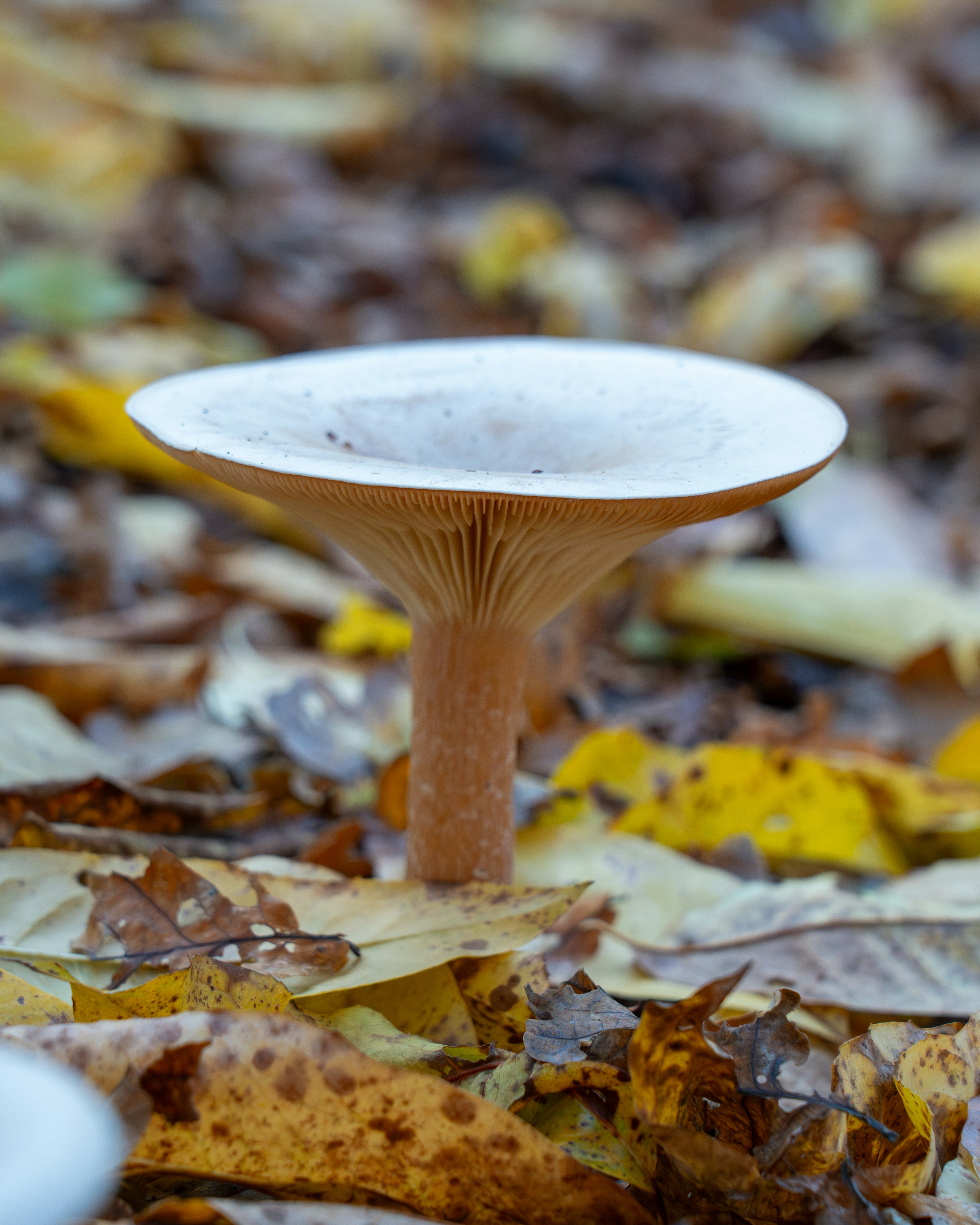 a small white mushroom sitting on top of leaves