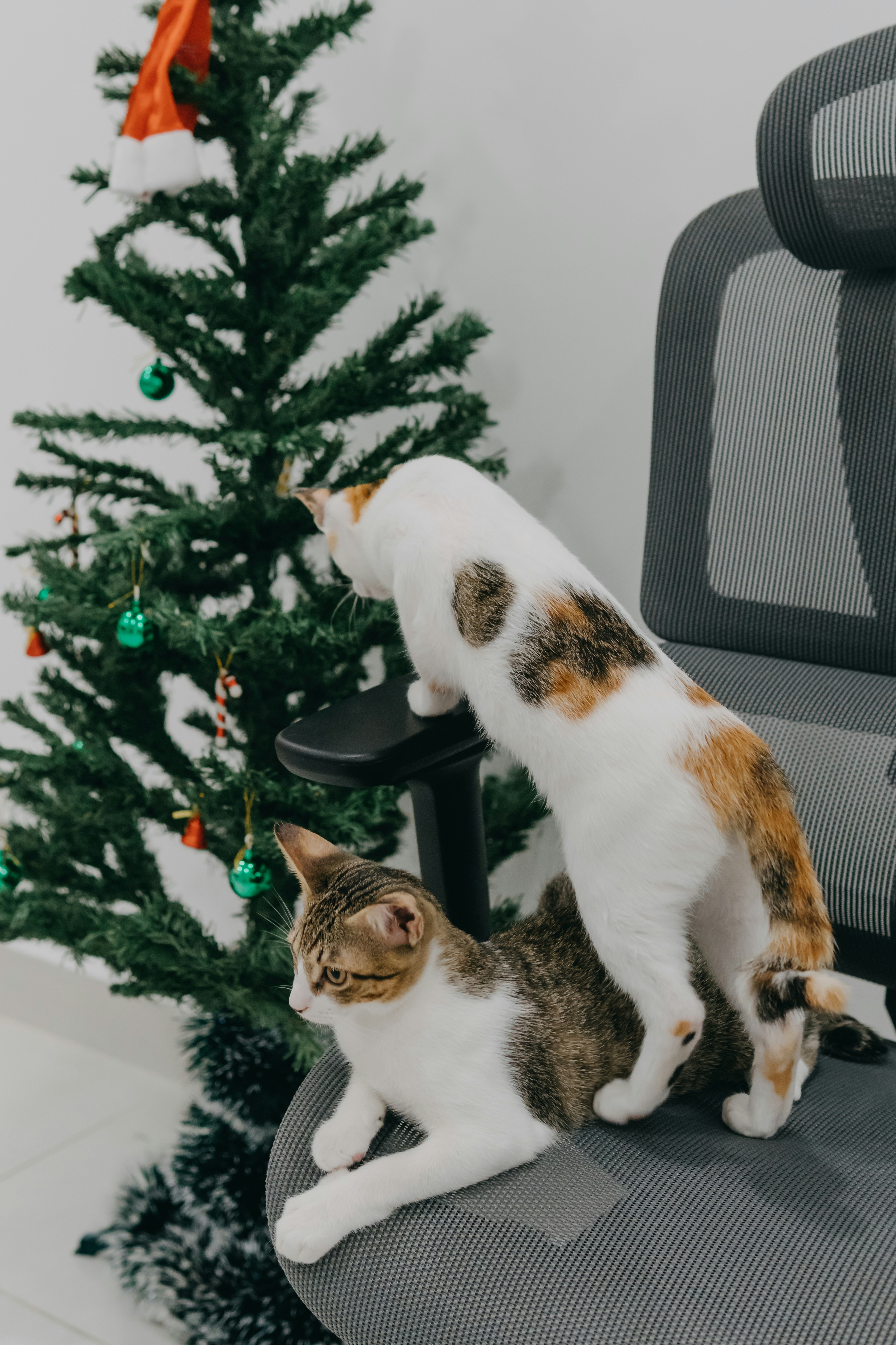 Comments - Holiday Shoots and Ladders - by Robin Yaklin