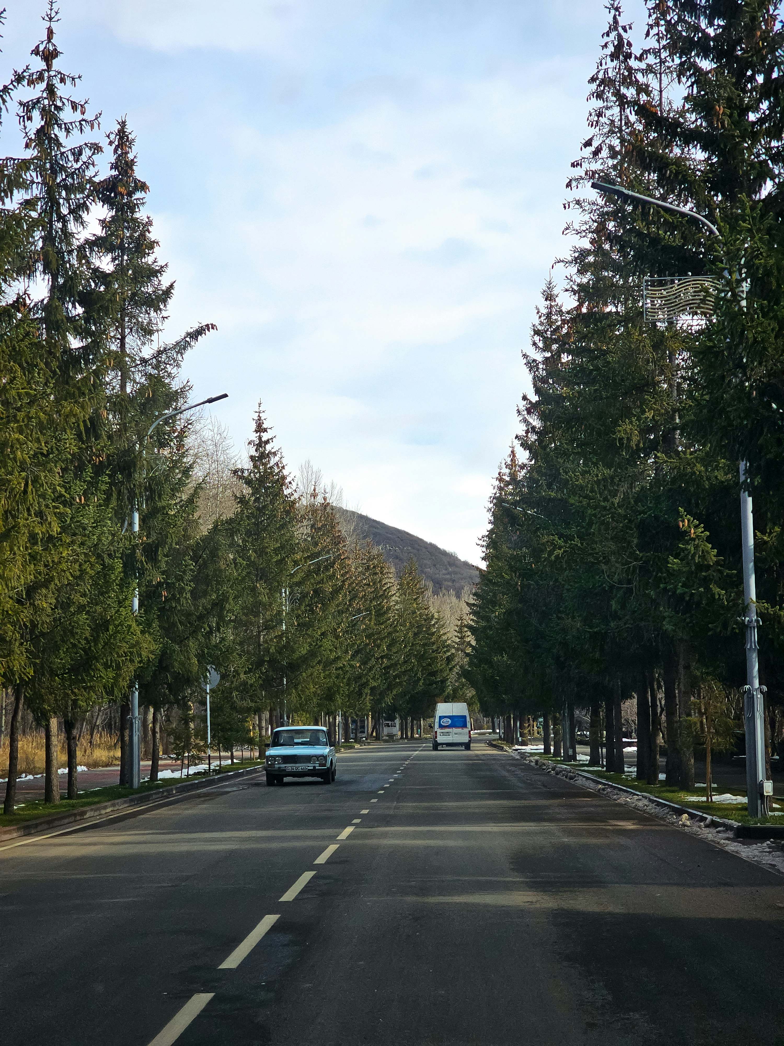 Pine-Lined Boulevard Reaching a Distant Peak