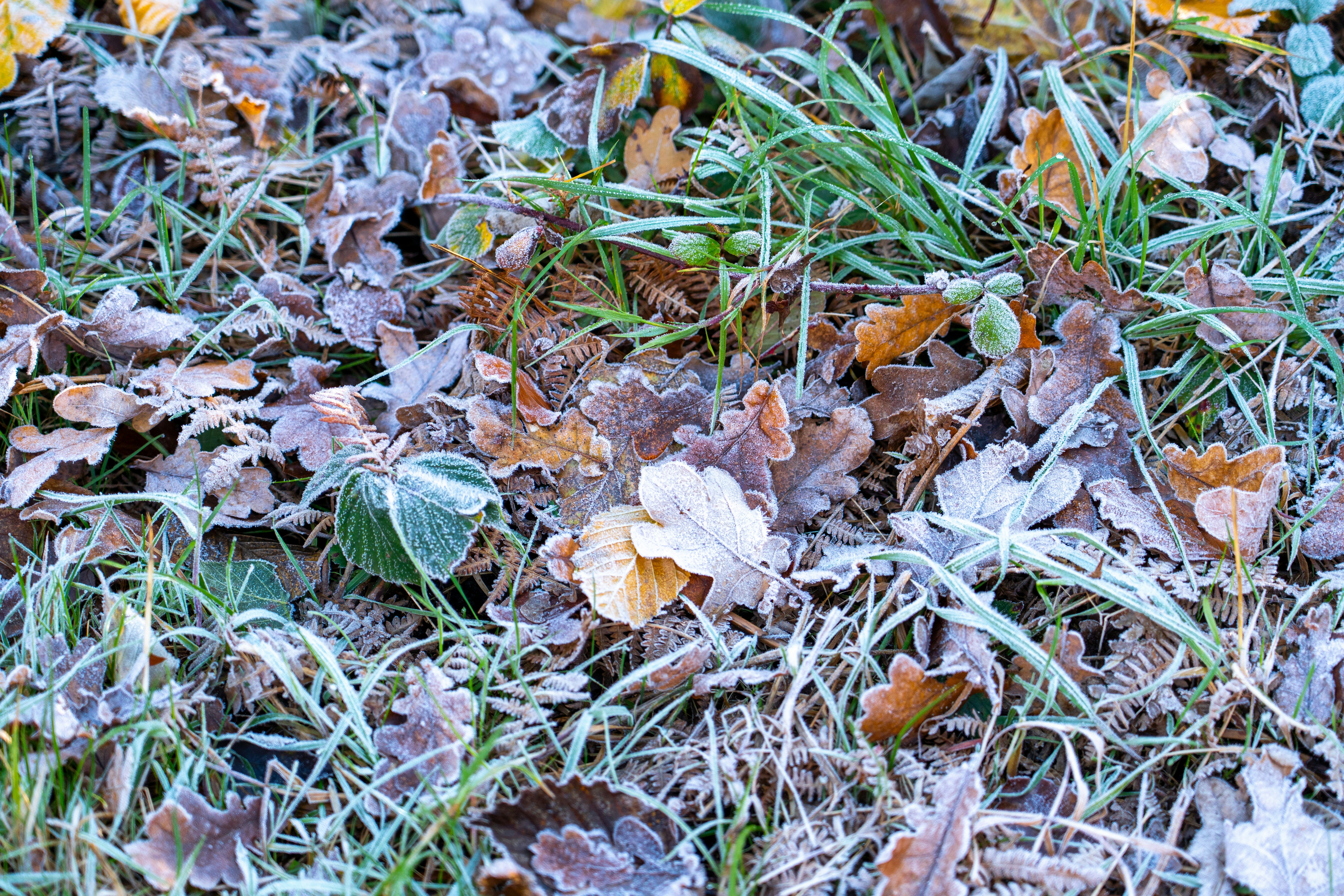 Photo by Tomasz Zielonka with Sony Alpha 7 IV