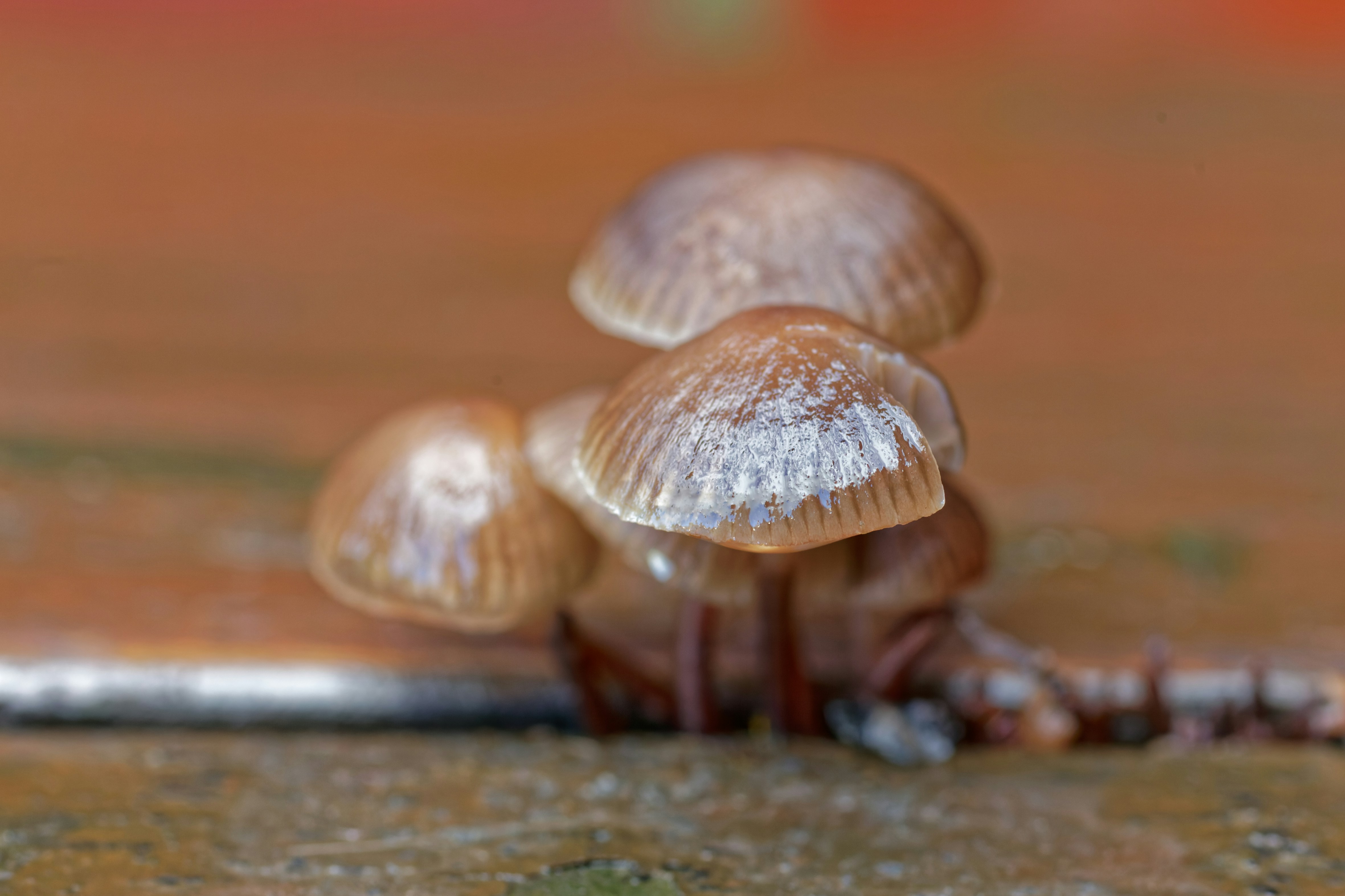 Whispering Umbrellas: A Macro Moment on Weathered Wood