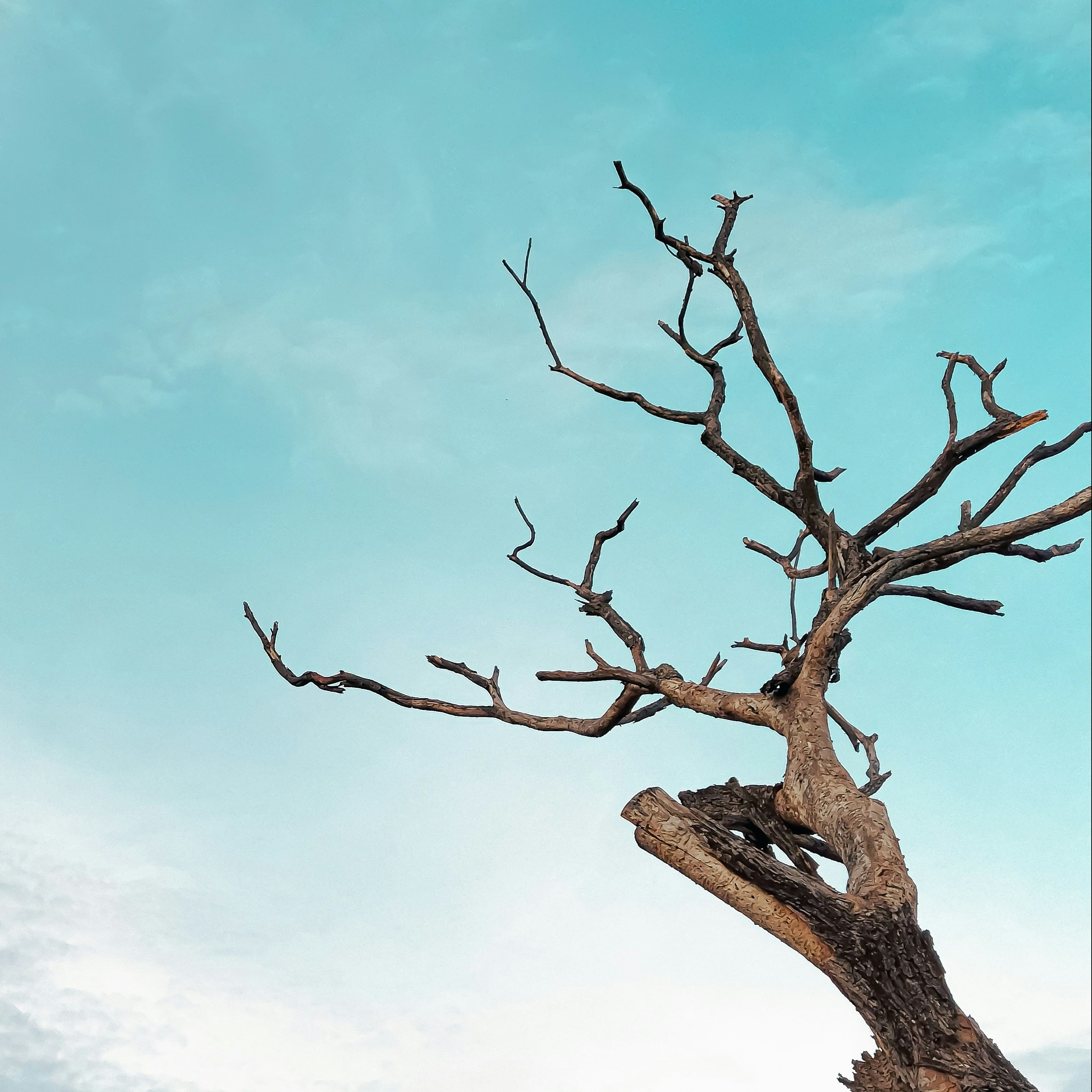 A dead tree with no leaves on it photo – Free India Image on Unsplash