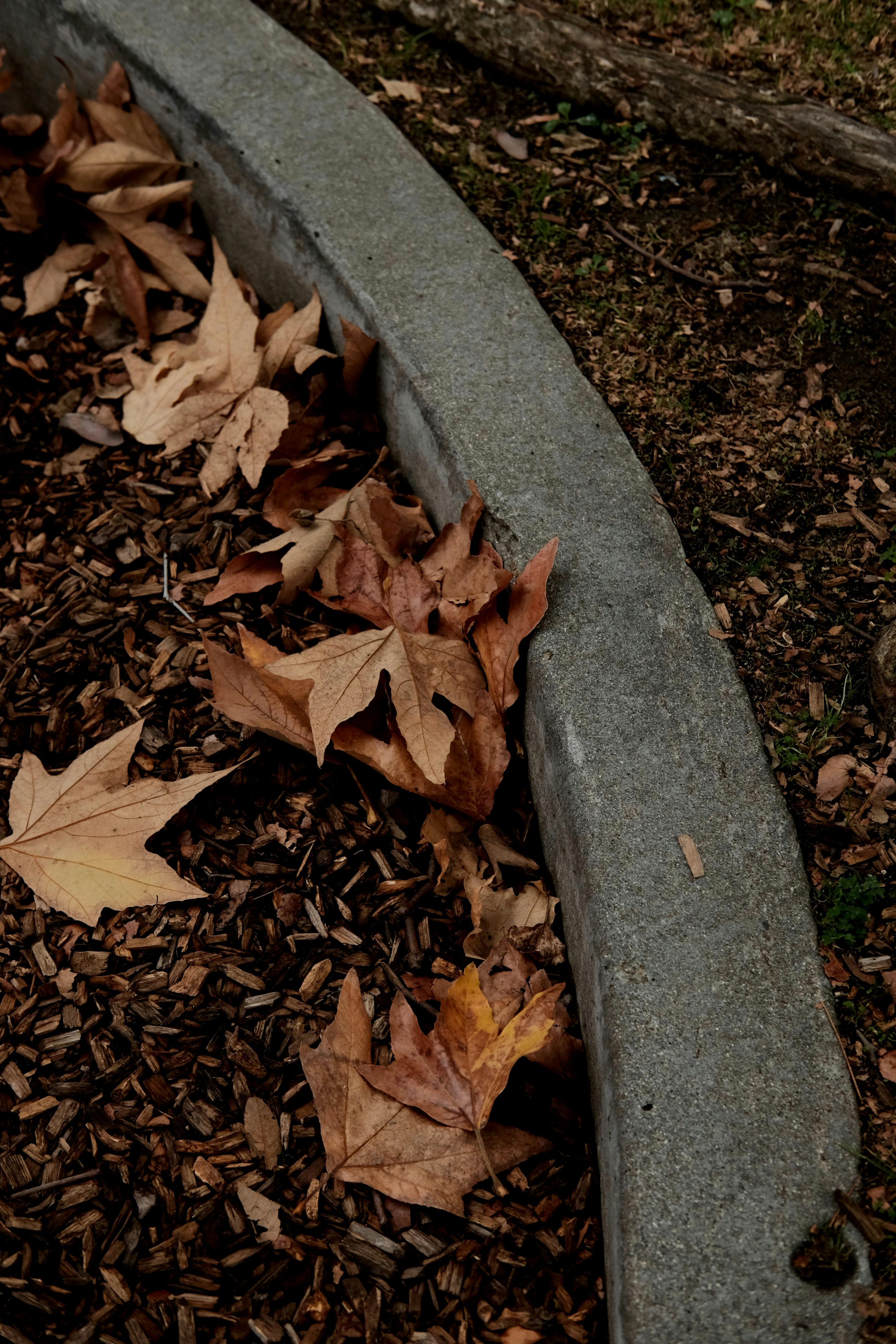Autumn Leaves Currents along a Concrete Circle