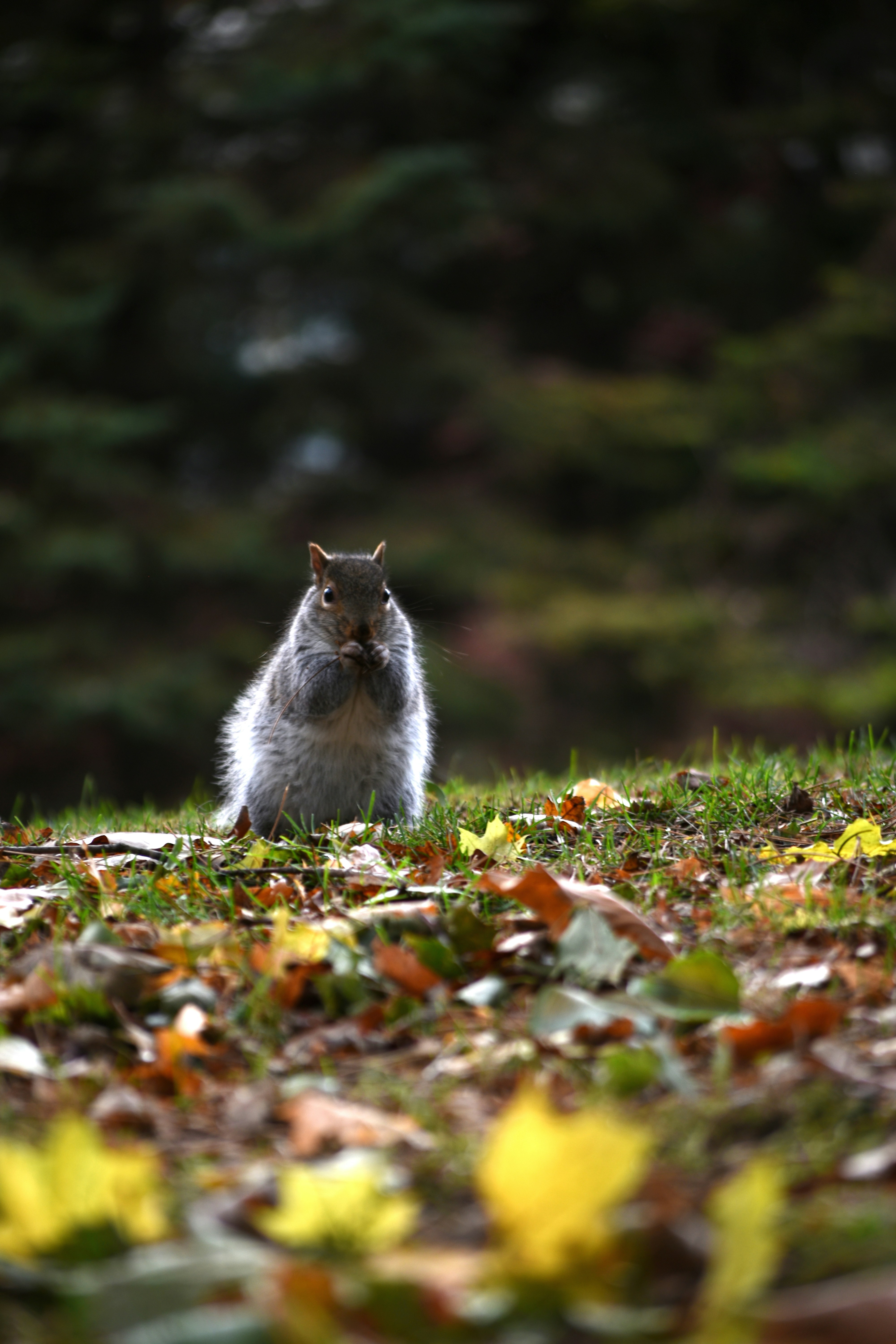 Squirrel on a Sunlit Autumn Stage
