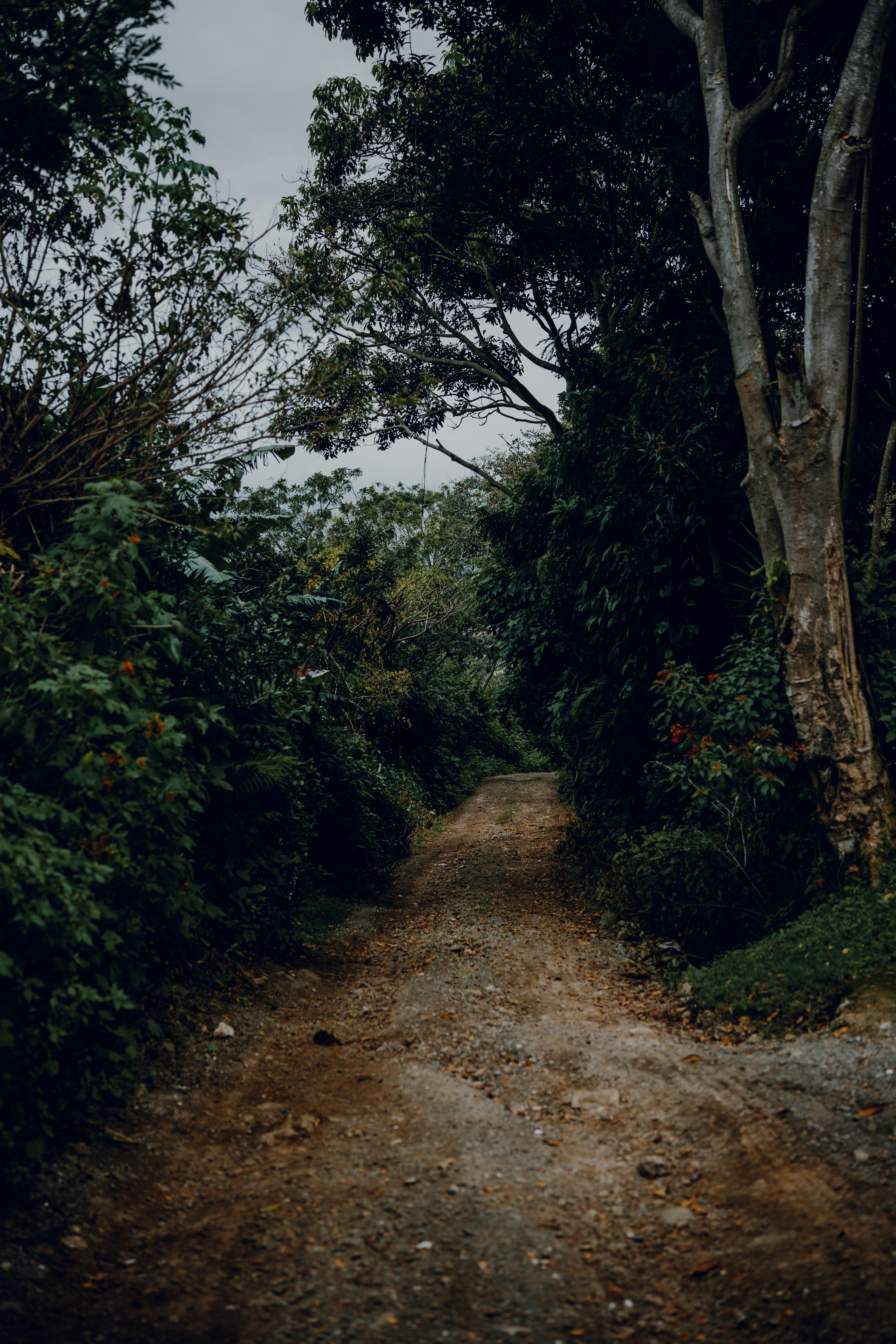 Narrow dirt road winding through lush, dense forest under a cloudy sky.