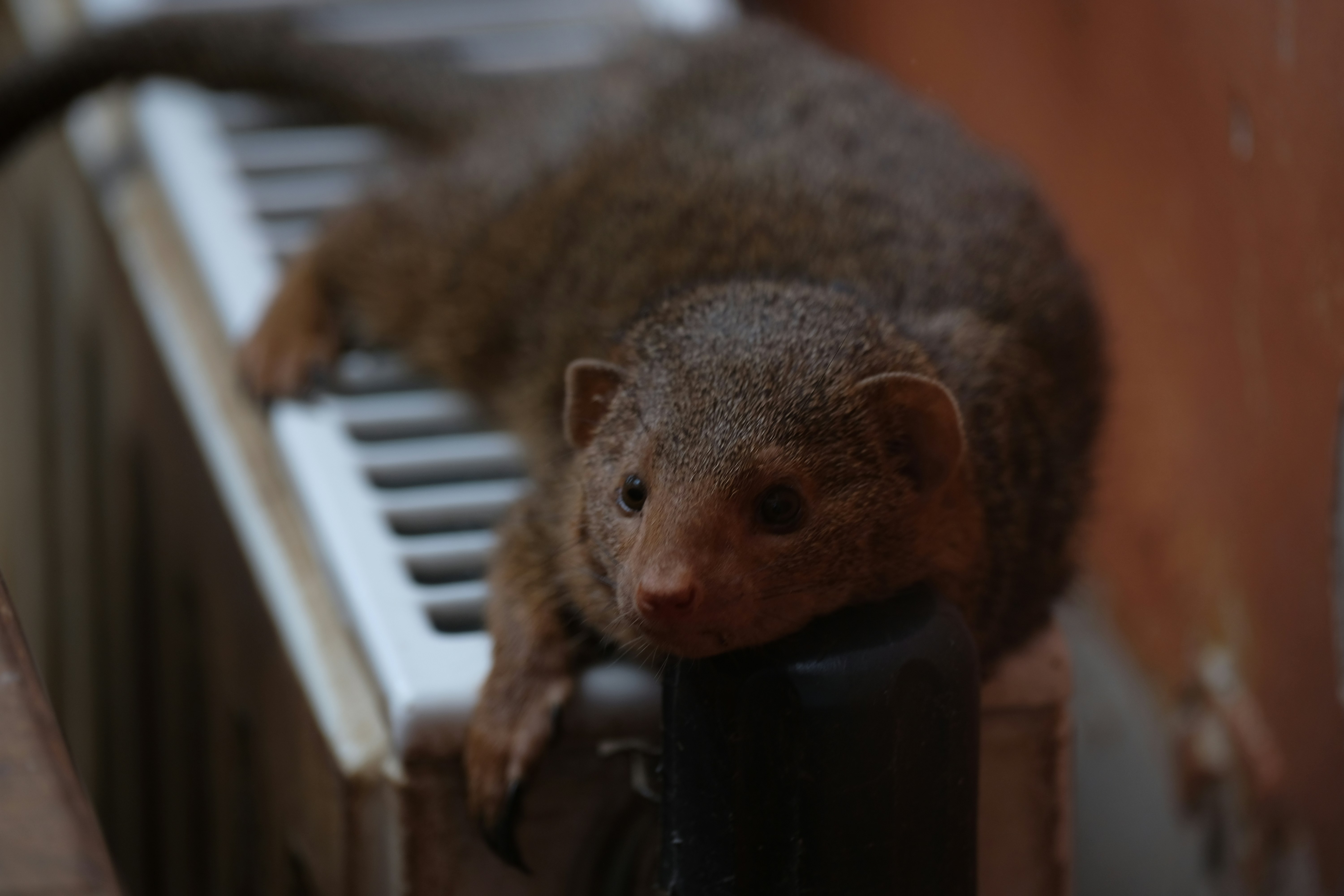 Piano Keybound Wanderer: a brown mammal pauses among the keys