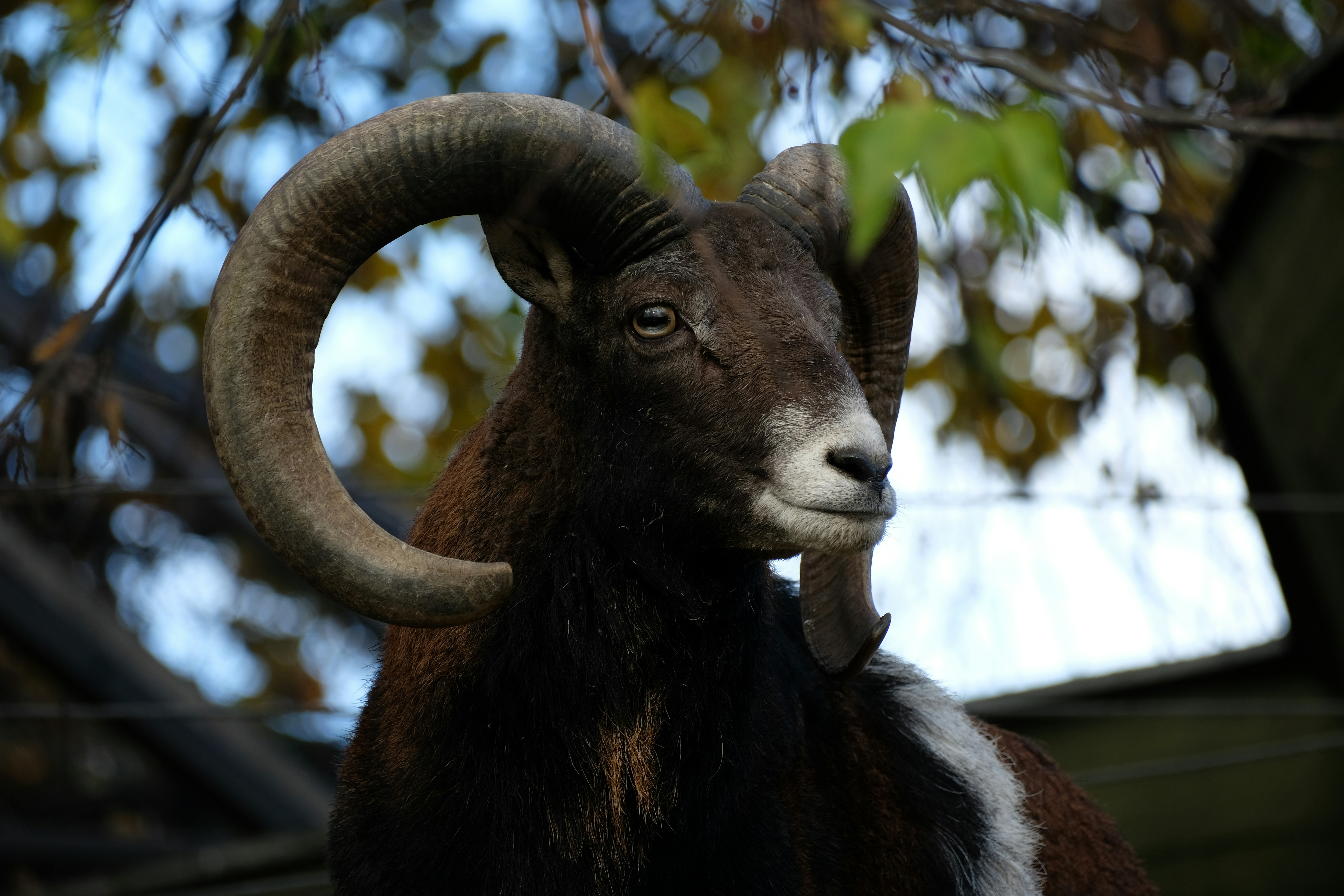 Una cabra con grandes cuernos parada frente a un árbol foto – Imagen de ...