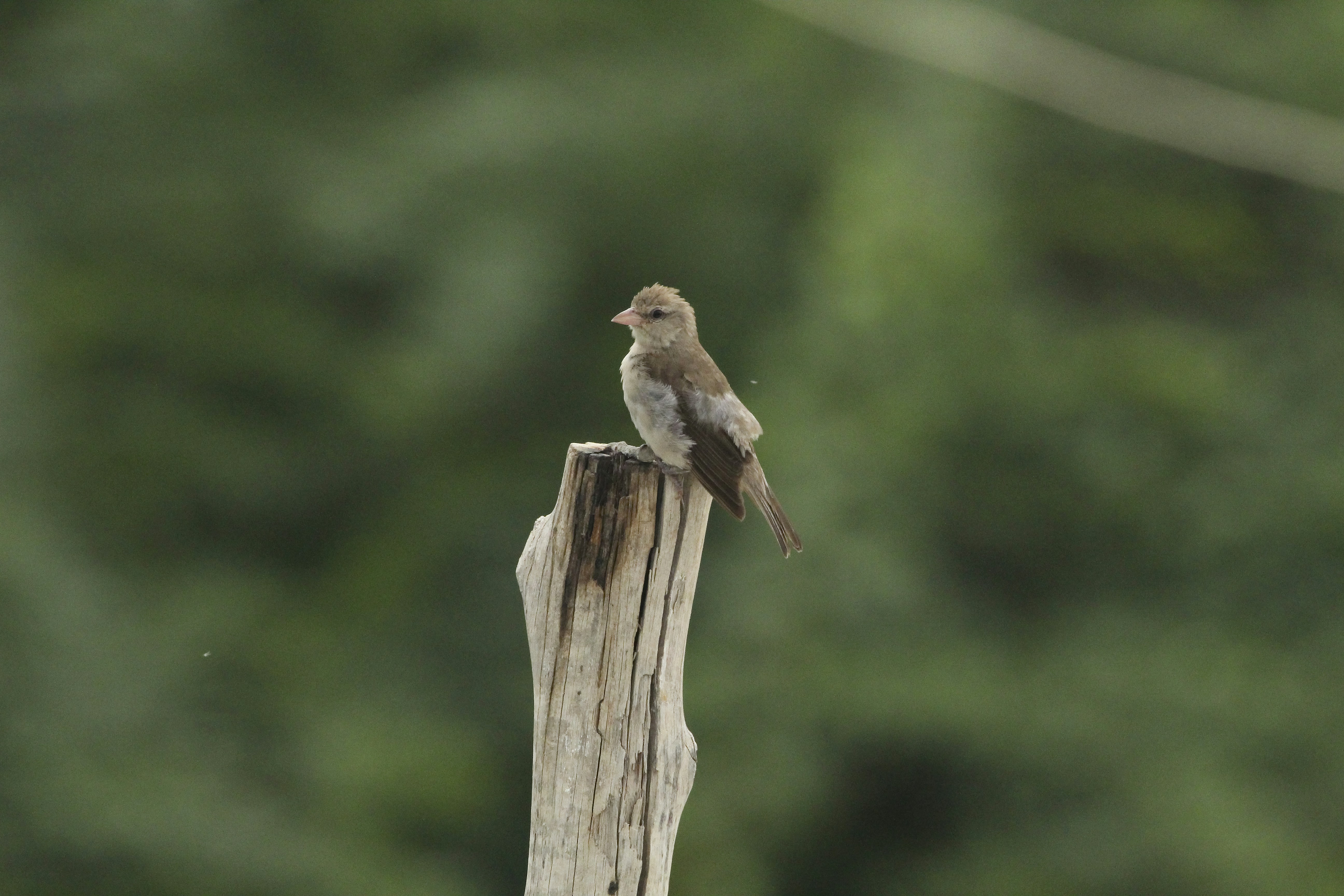 Tiny Watcher on a Timeworn Post
