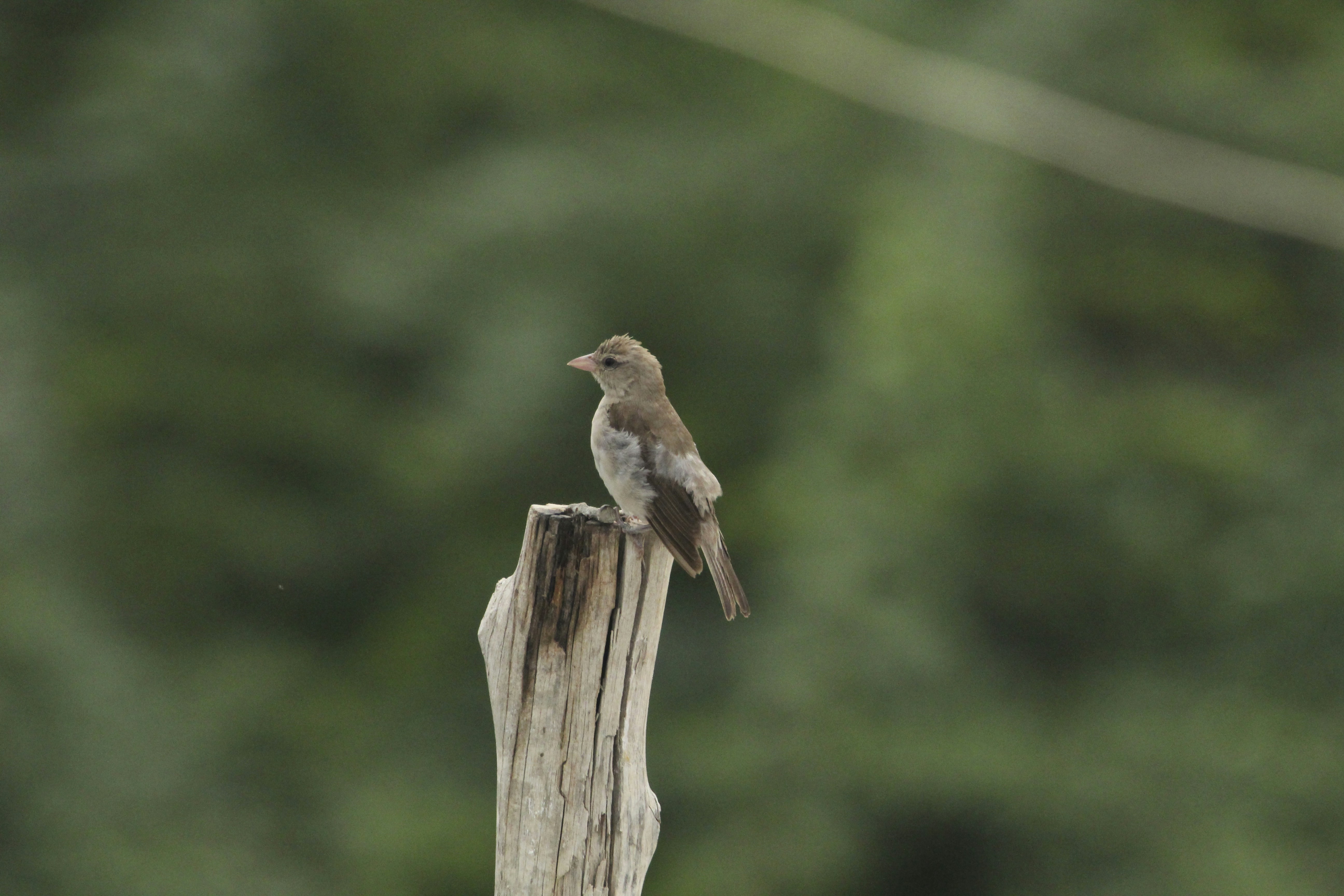 Perched on a Weathered Post: A Tiny Bird Framed by Verdant Blur