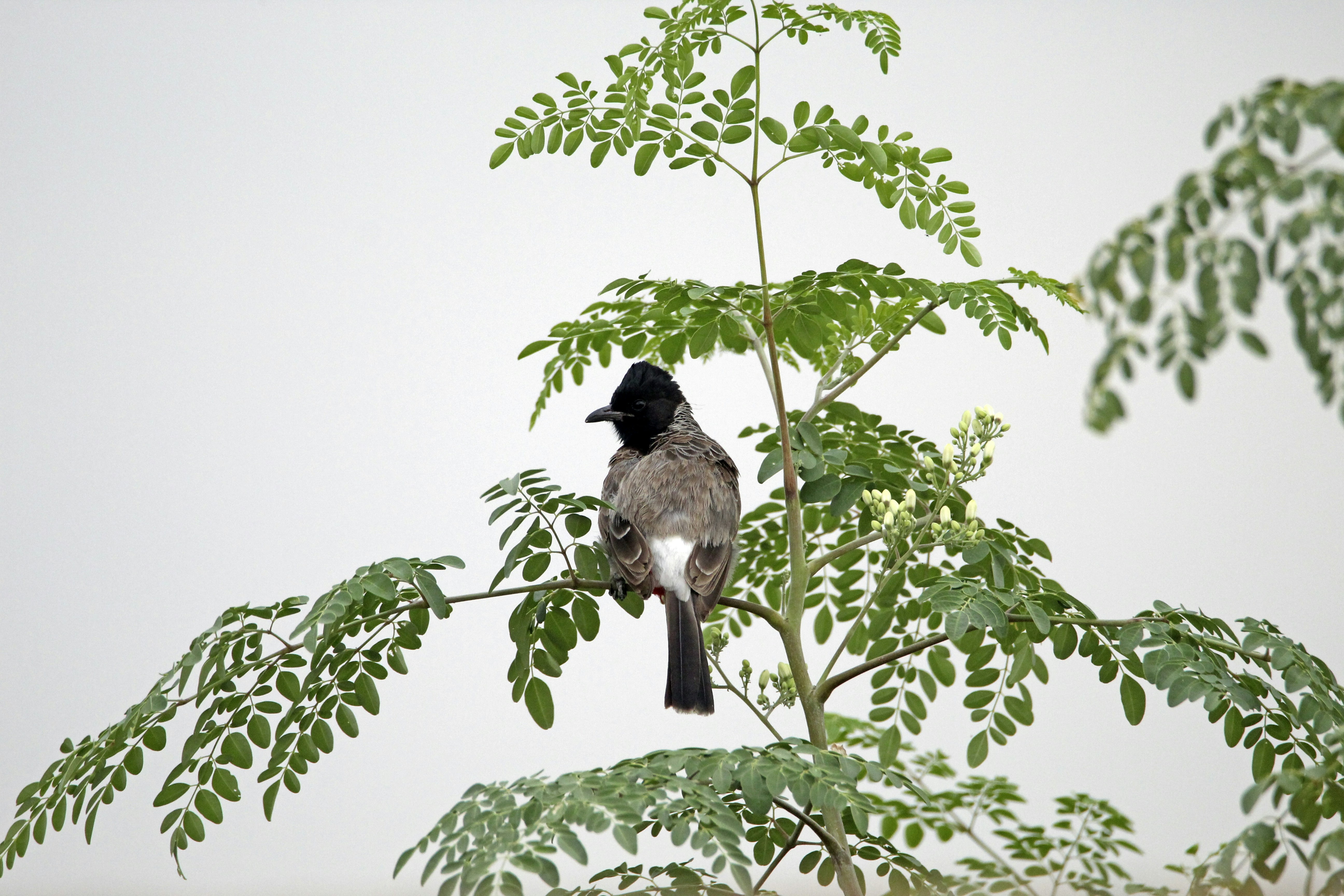 Solitary Black-Headed Perch in a Lacy Green Frame
