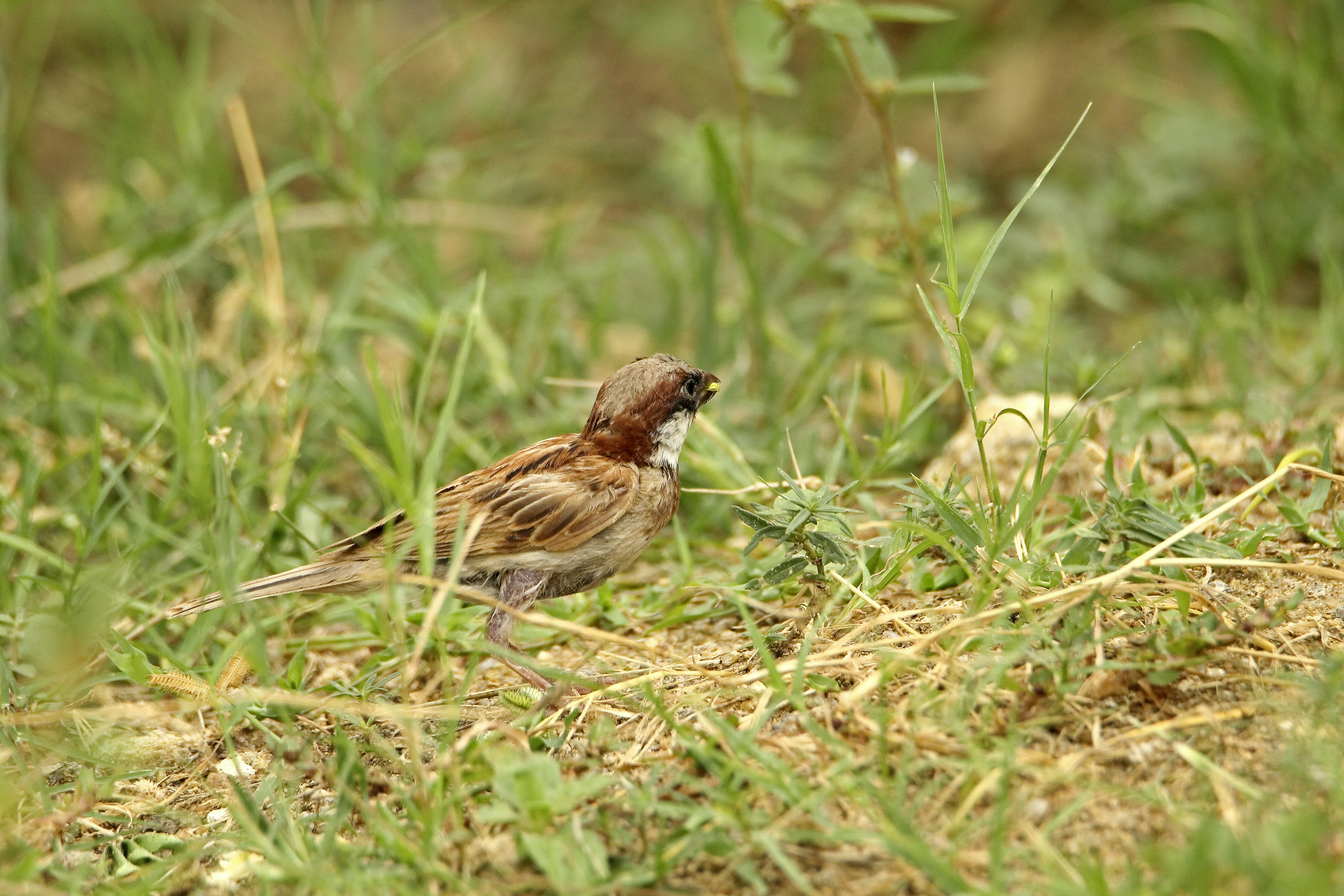 The house sparrow is a bird of the sparrow family Passeridae, found in most parts of the world.