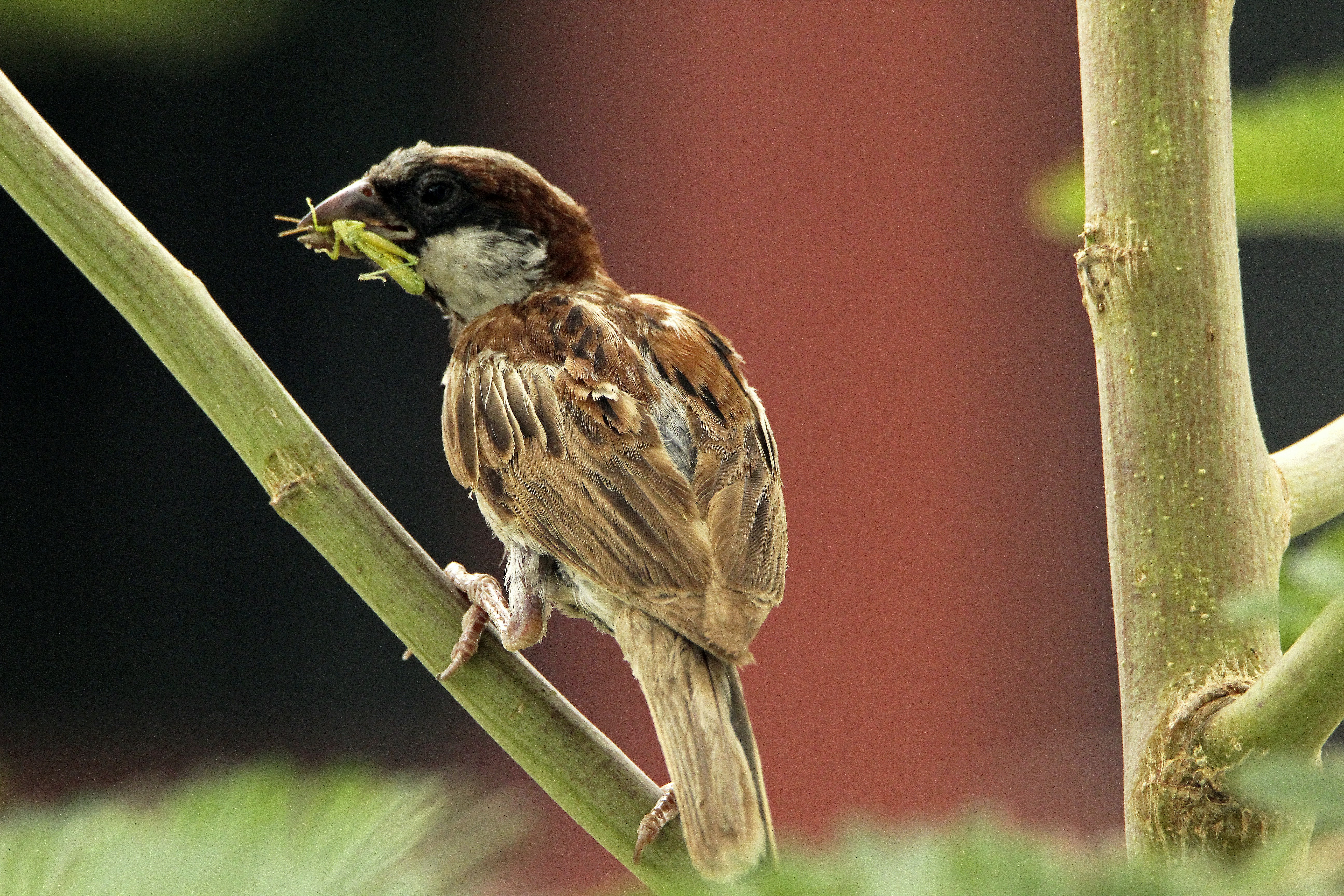 A Delicate Green Snack: House Sparrow Pause in a Garden Vista