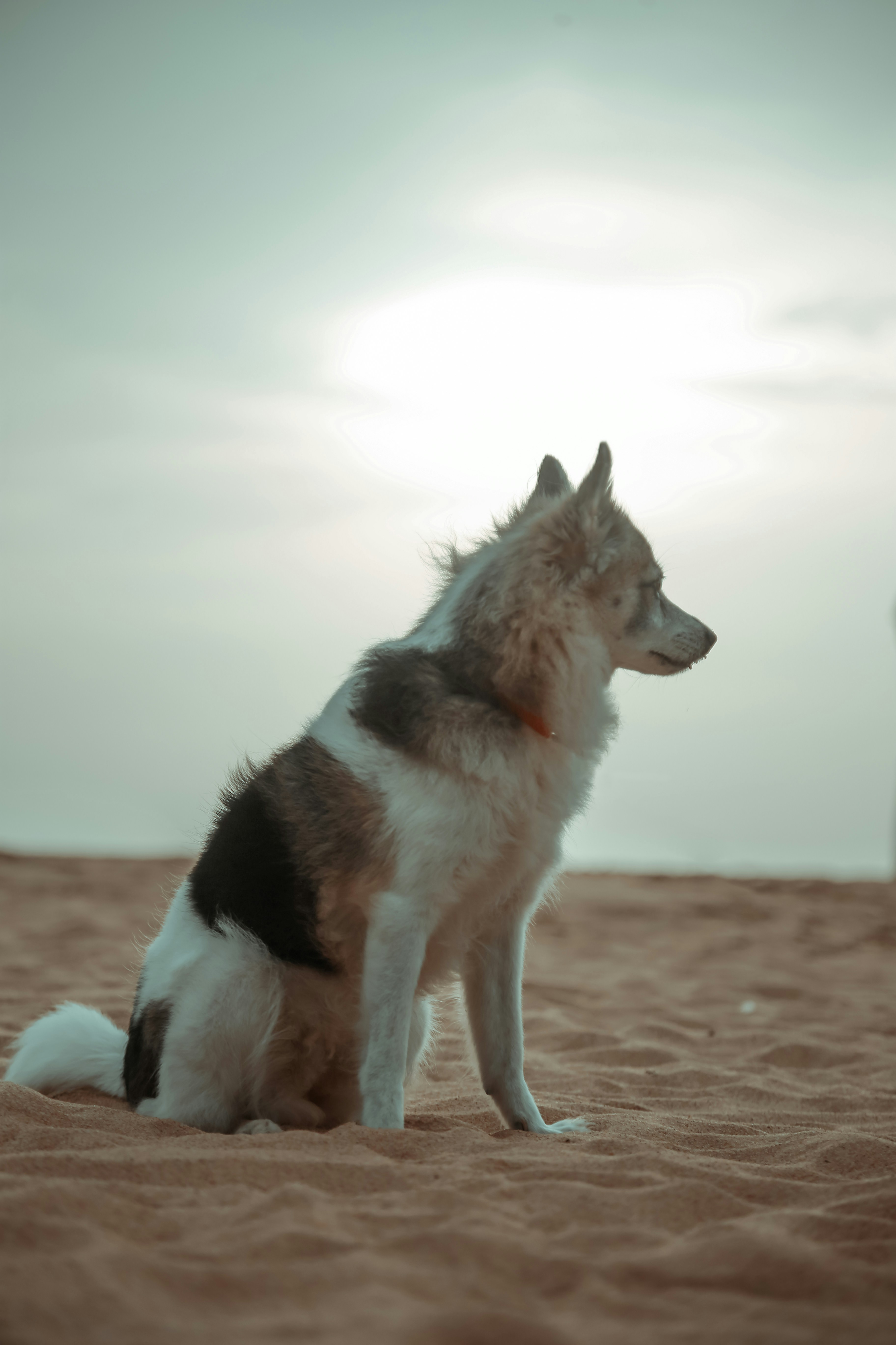 dog in beach