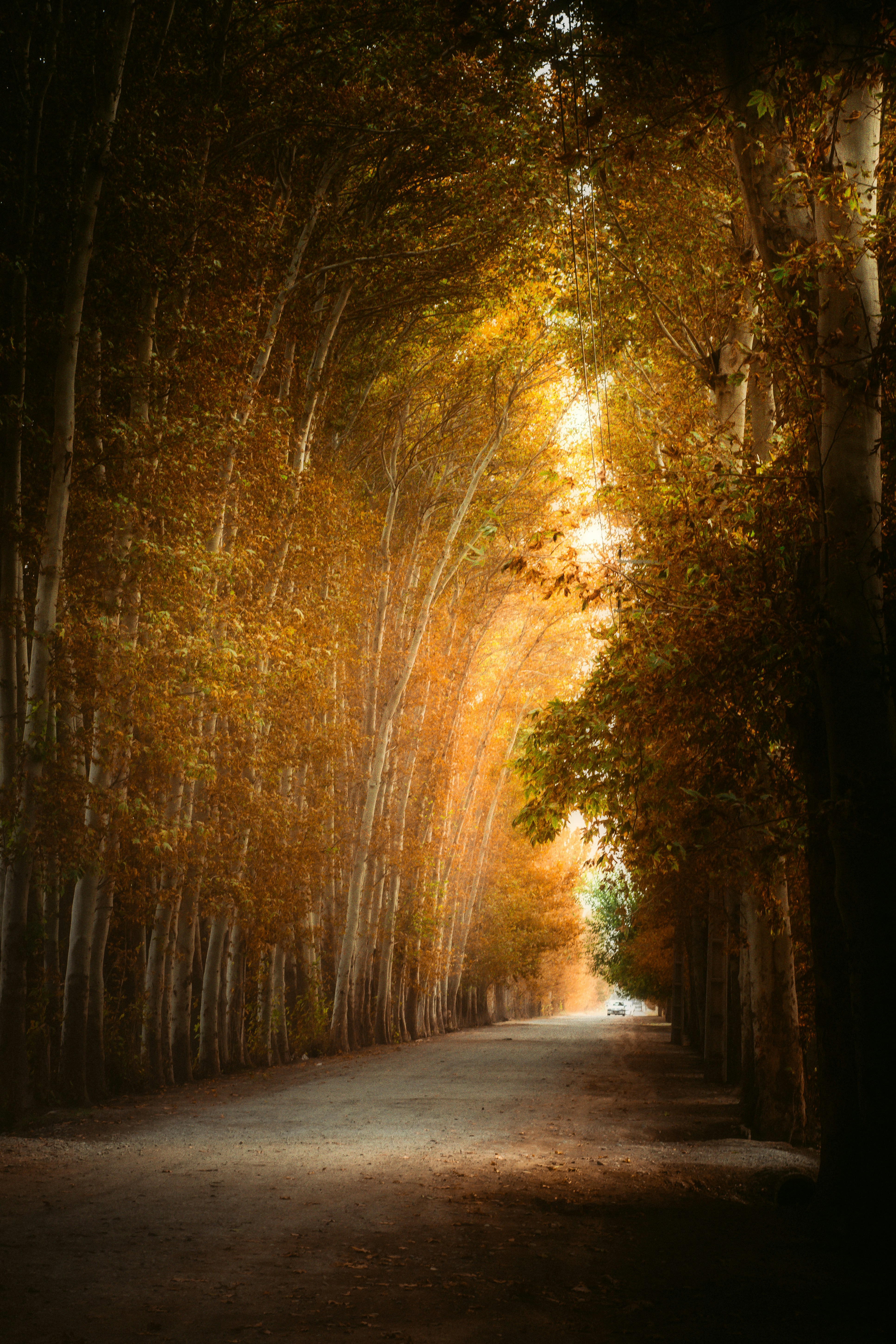 A tree lined road in the middle of a forest photo – Free Iran Image on ...