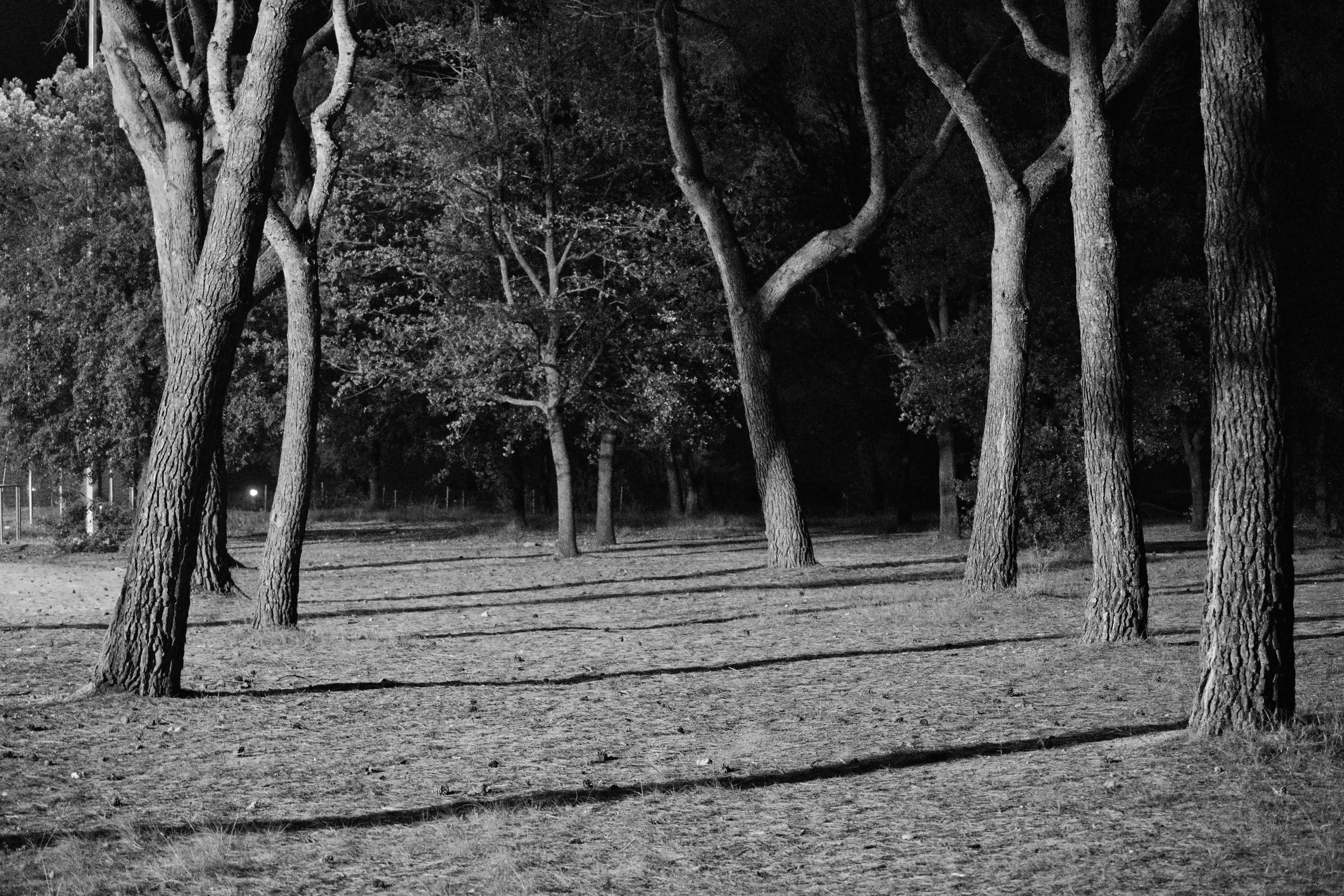 Black and white photograph of trees casting elongated shadows in a park.
