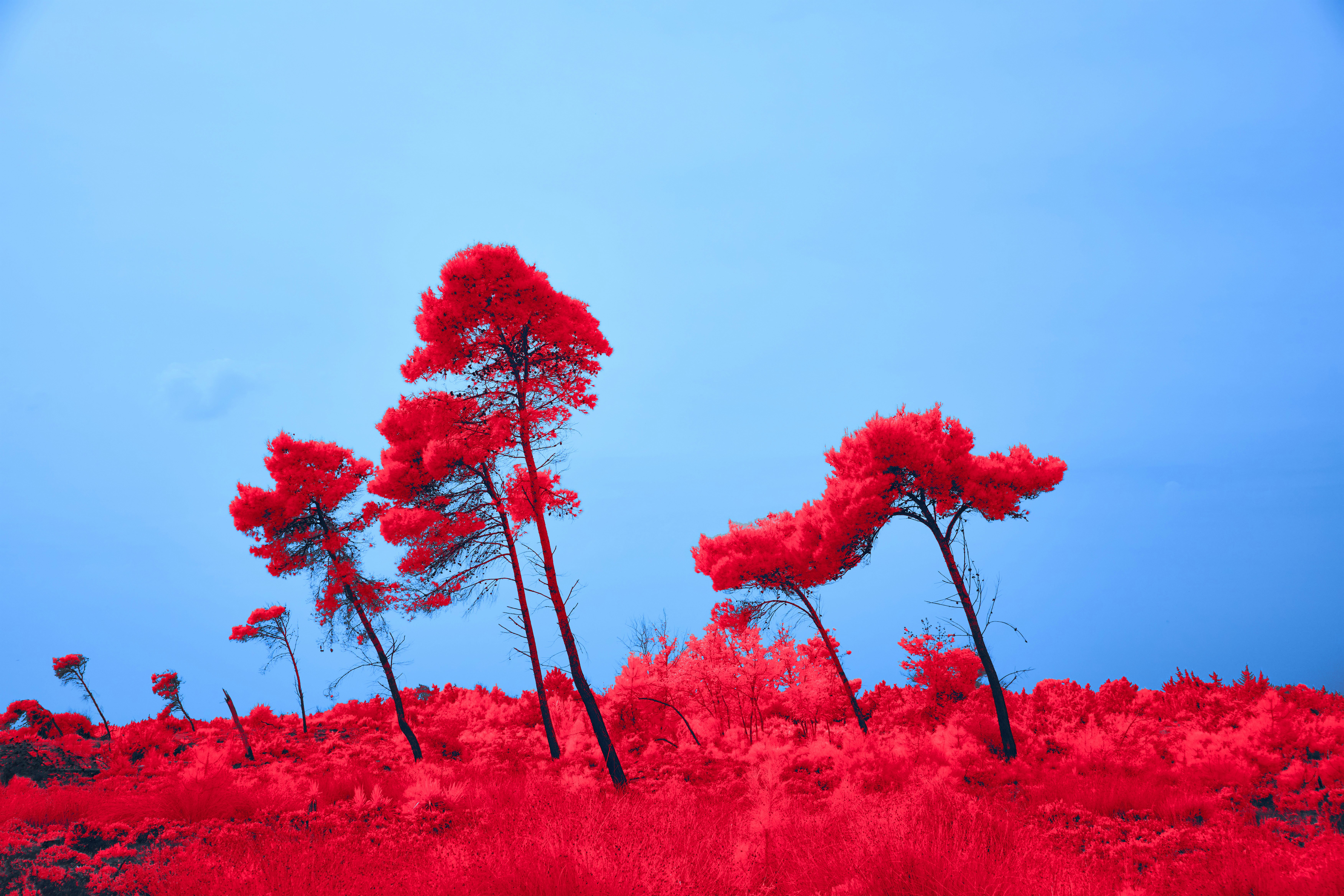 Un groupe d’arbres rouges au milieu d’un champ photo – Photo Arbre ...