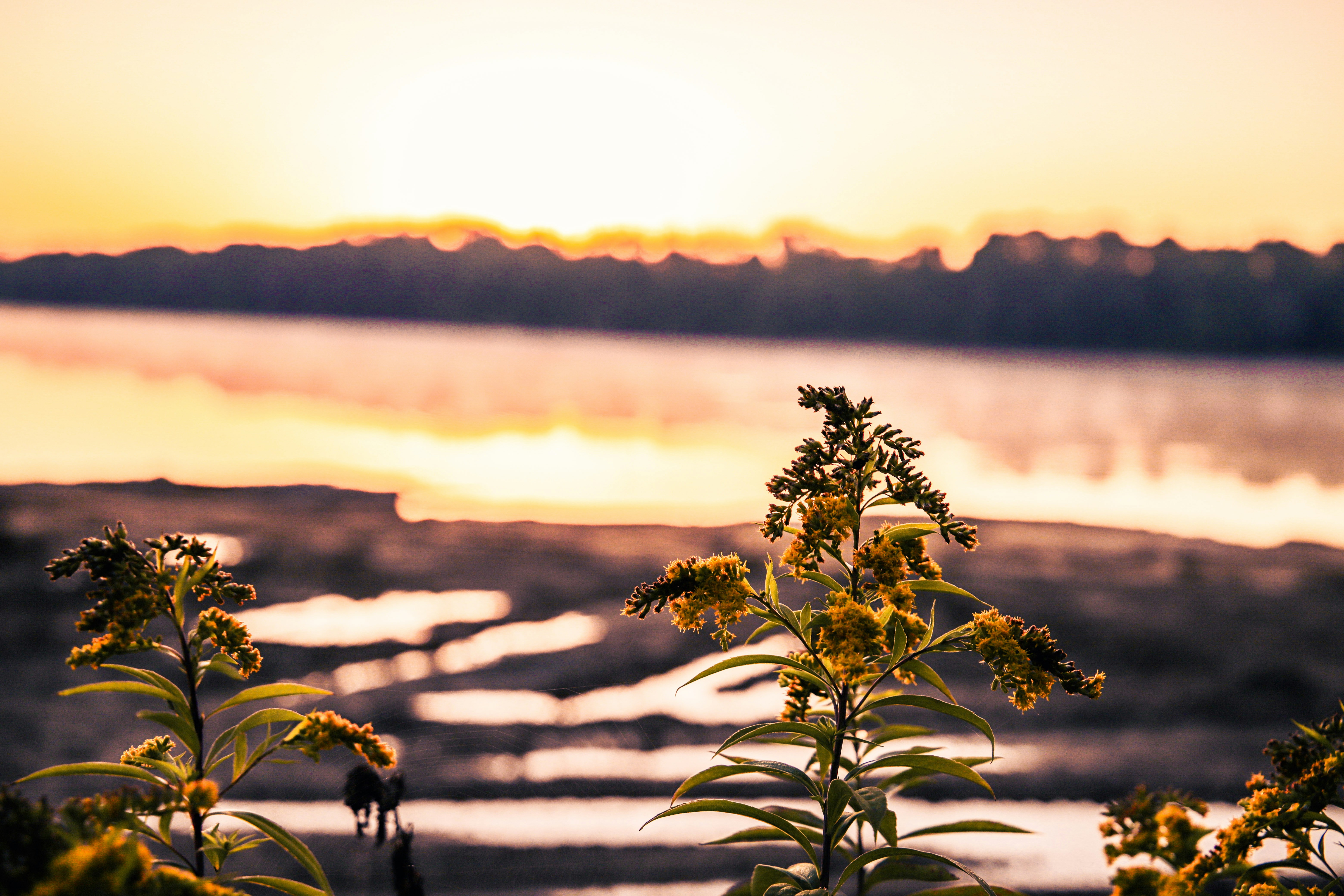 Golden Hour Dunes: Flora Framing a Luminous Horizon