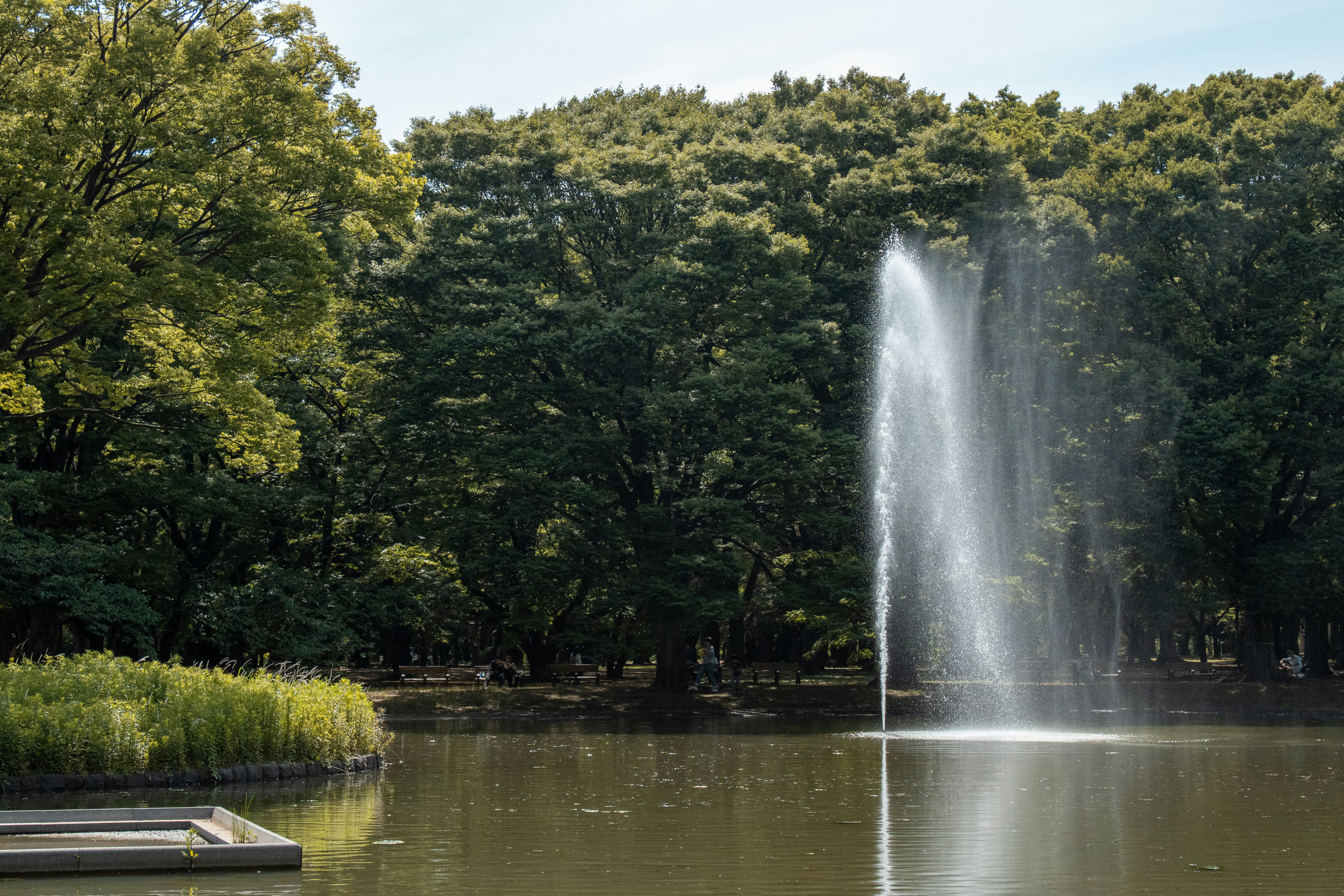 A fountain spewing water into a lake surrounded by trees photo – Free ...
