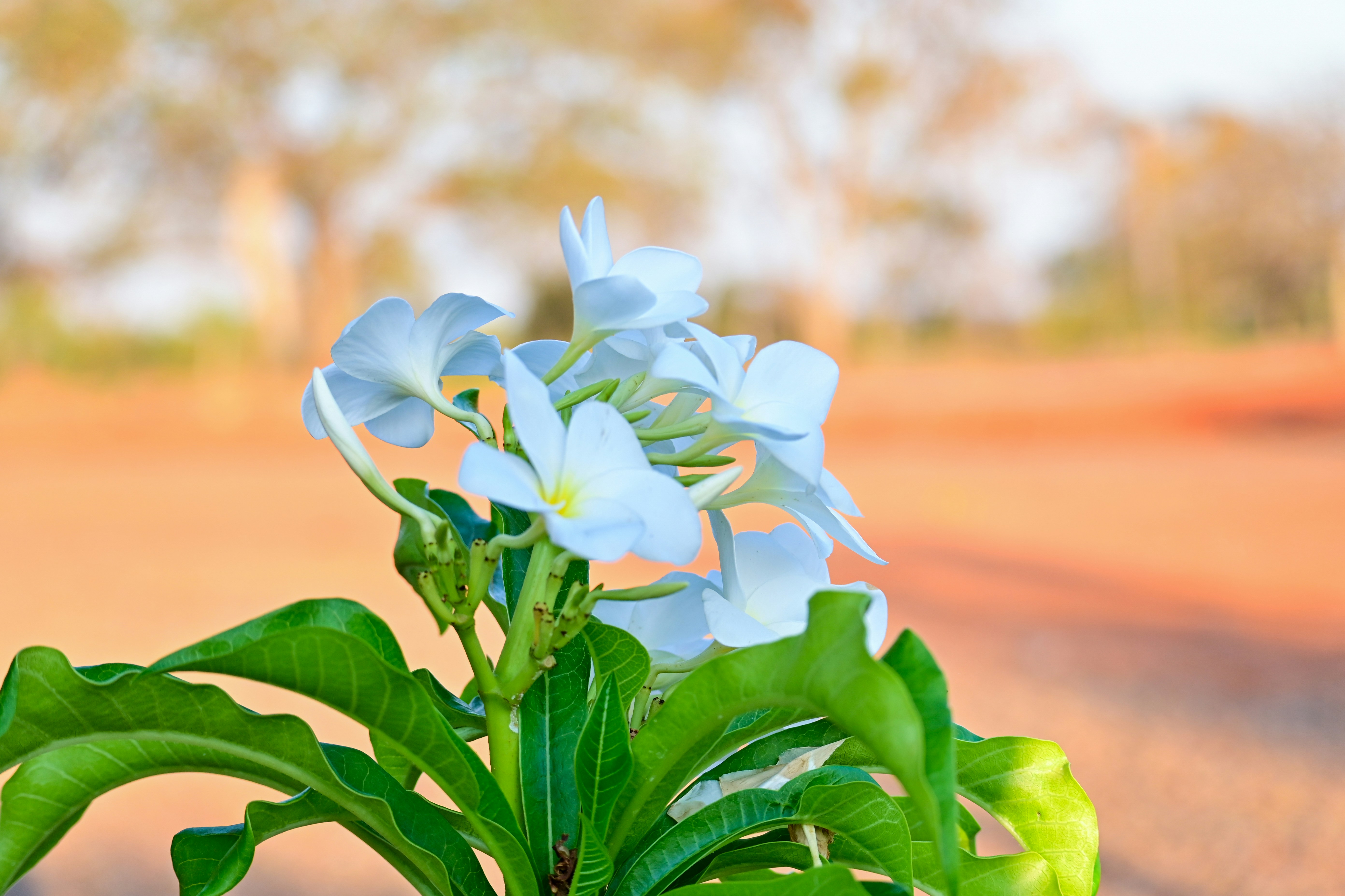 Soft-blue plumeria cluster against sunlit backdrop