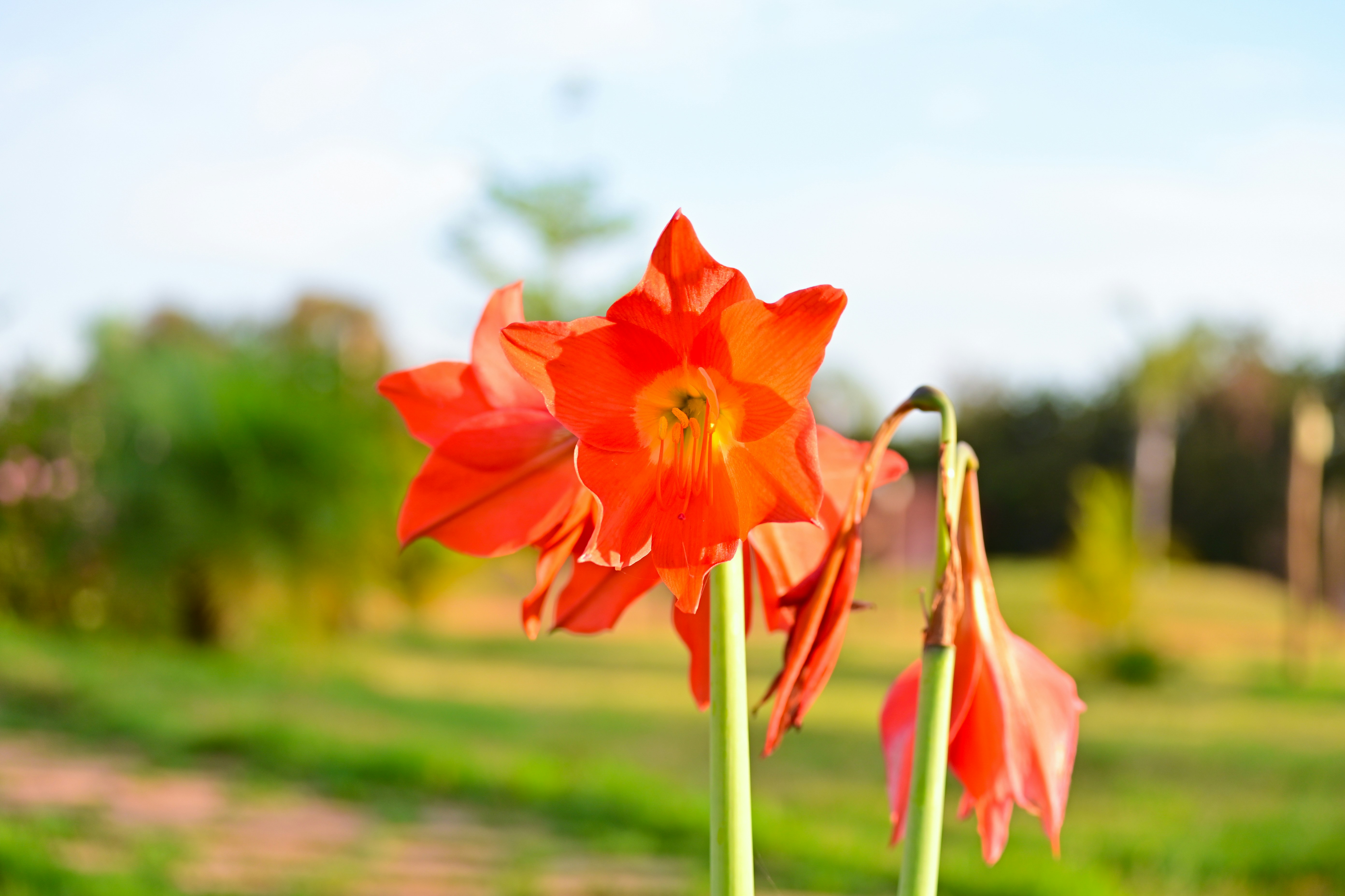 Crimson Bloom: A Close-Up of Sunlit Tropic Flowers