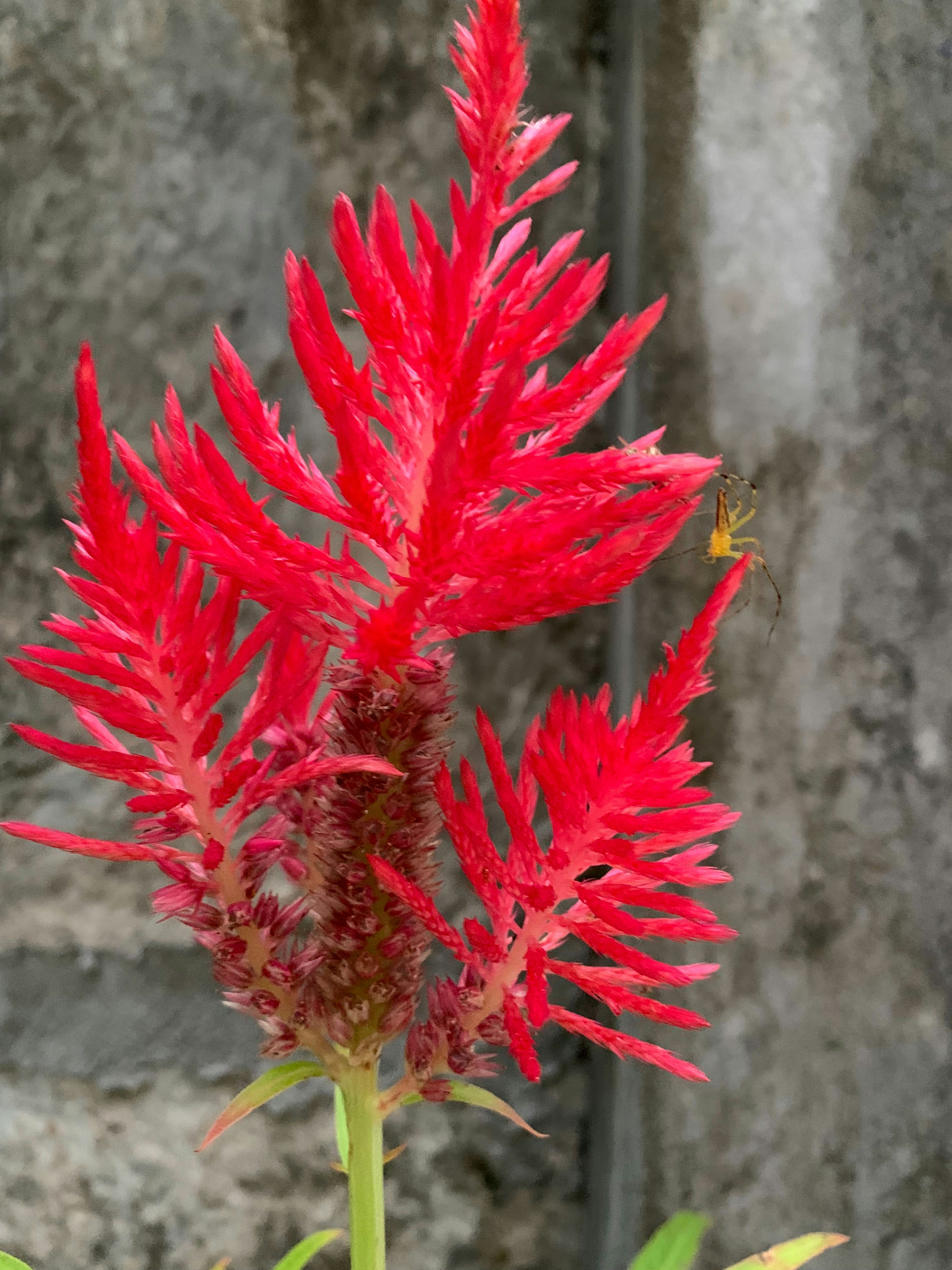 Scarlet Celosia Crown Against a Weathered Backdrop