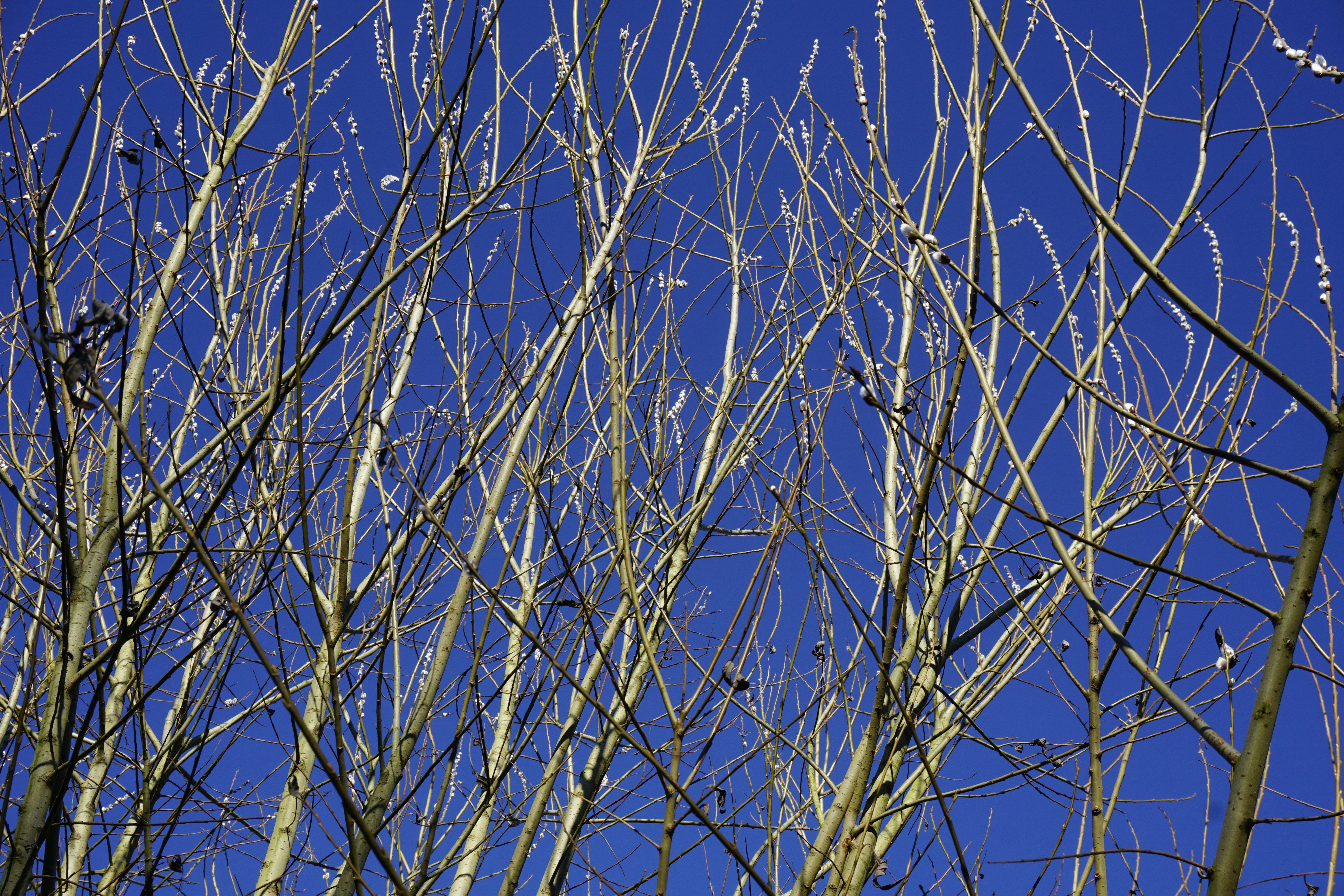 At park path. By Lindholm's old chalk pit.