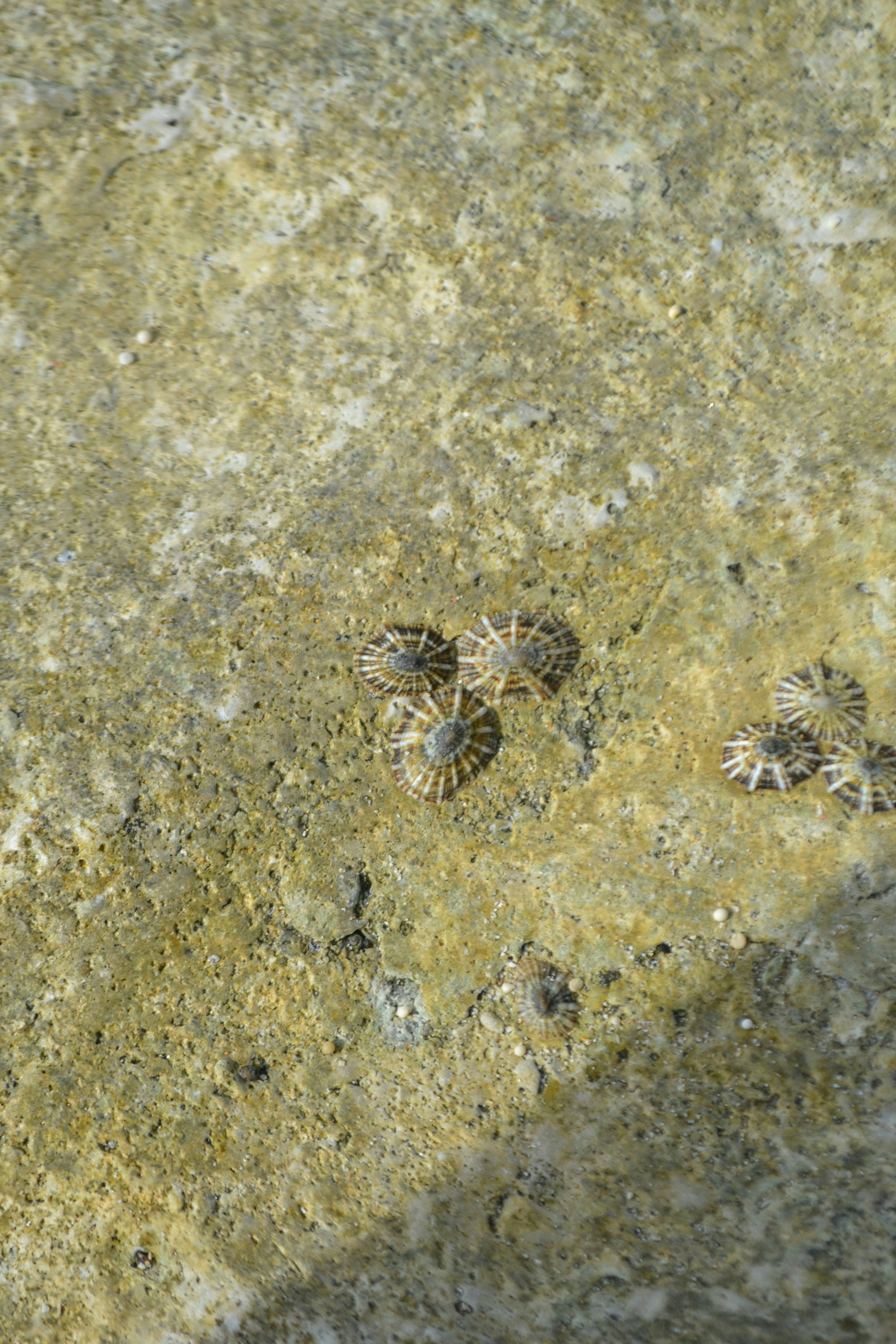 Sunburst Fossils on Weathered Limestone