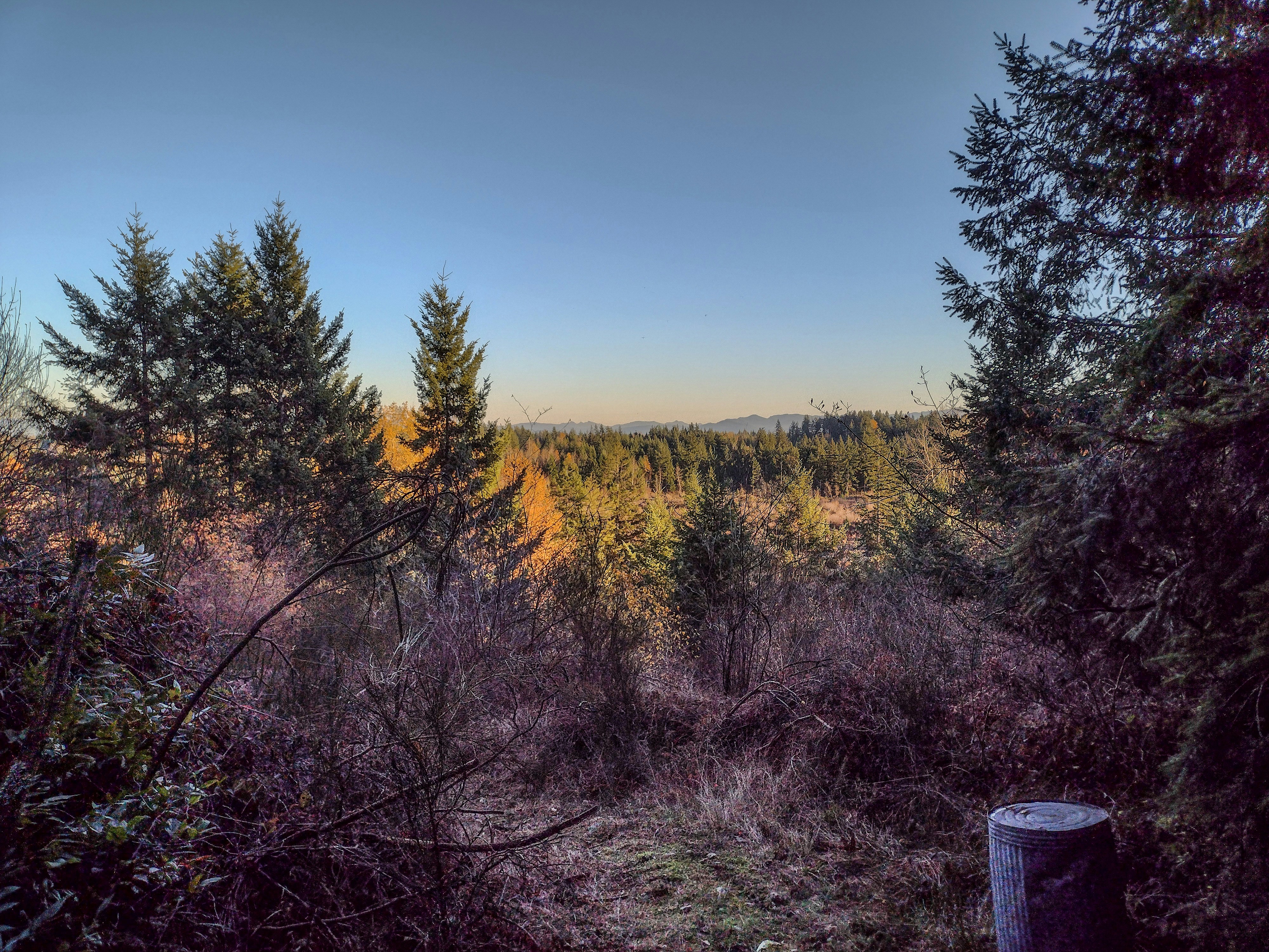 A view of a forest from a distance photo – Free Usa Image on Unsplash