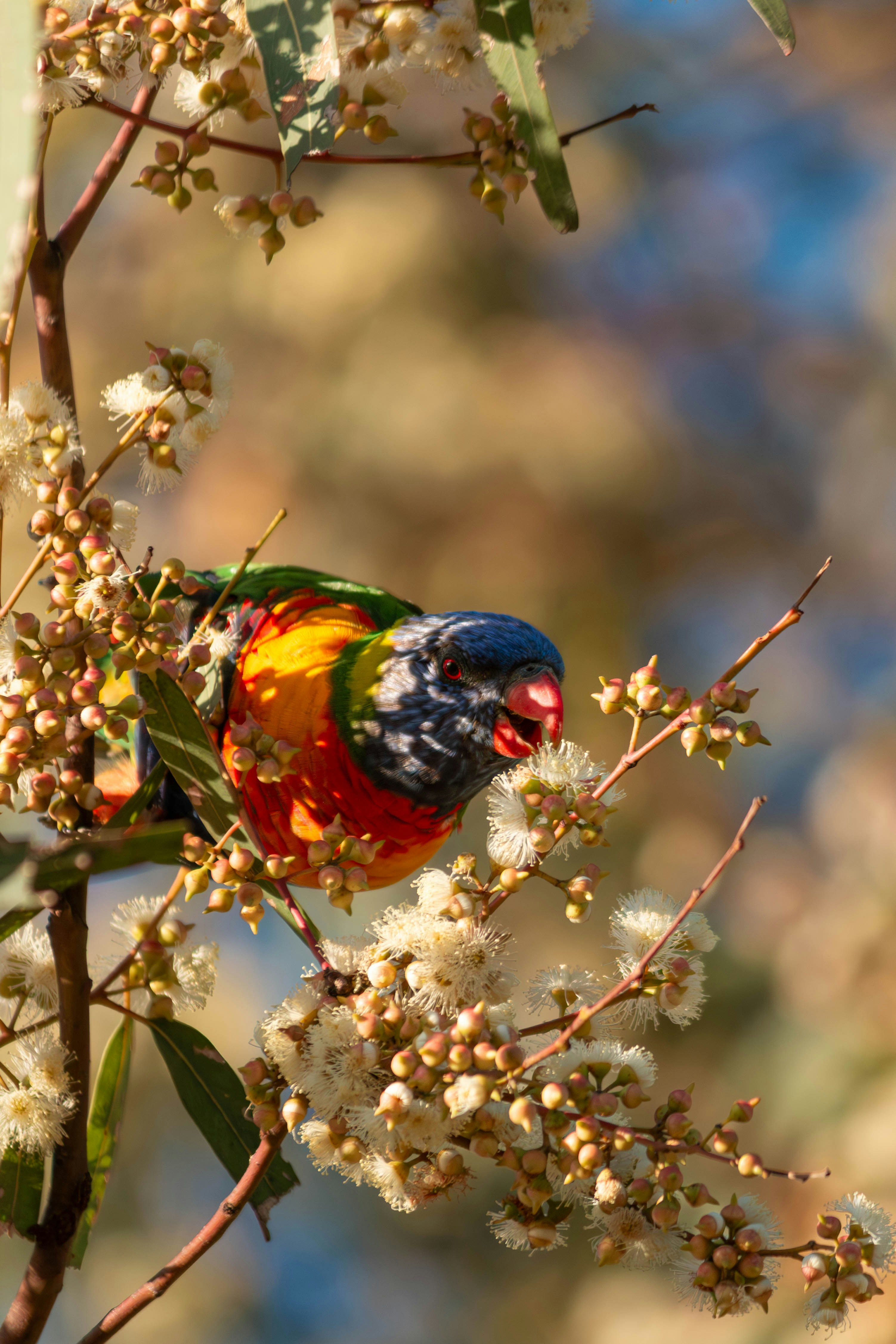 Sunlit Rainbow Cardinal Perched Among White Puffball Blossoms