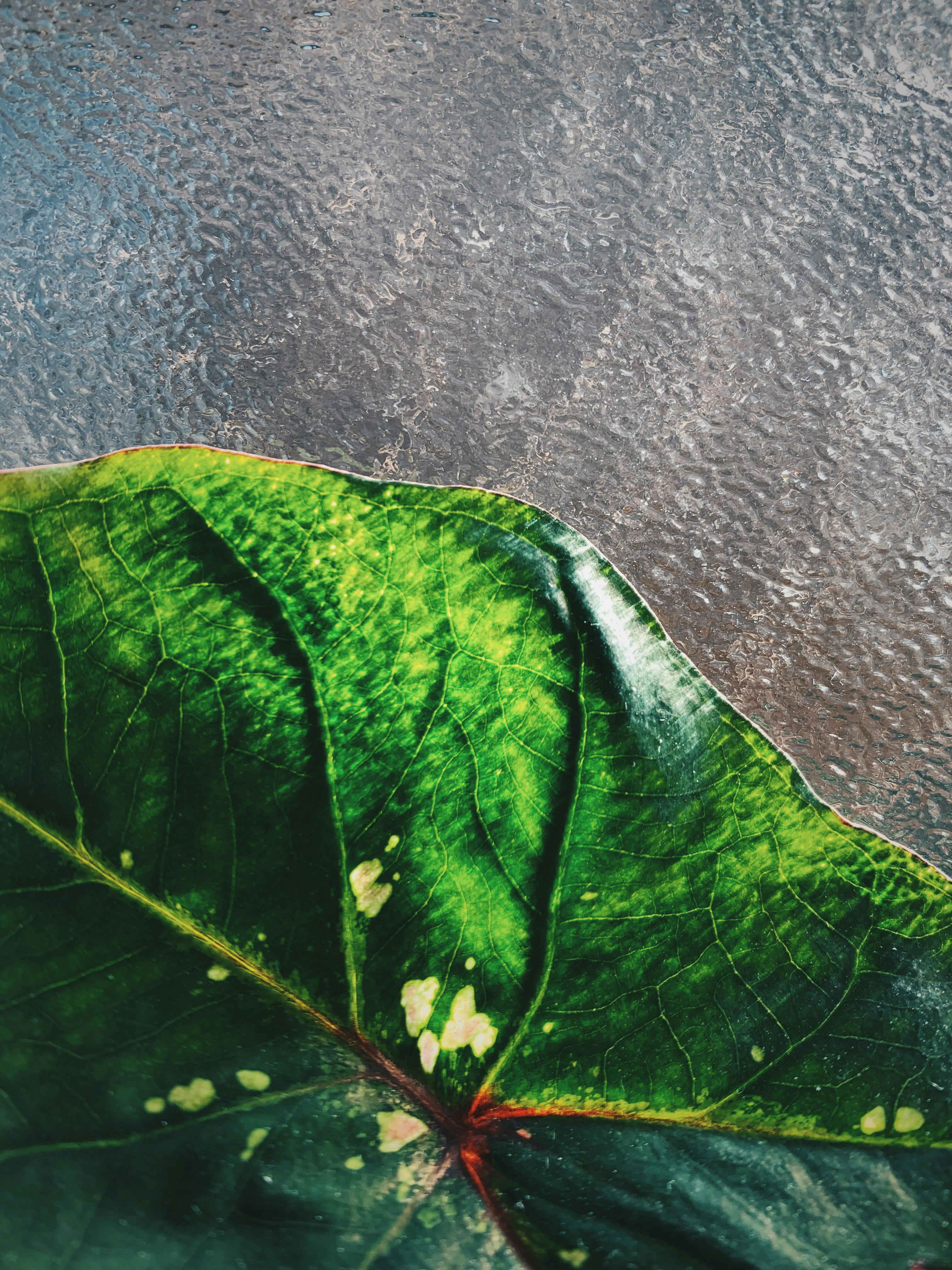 Green Vein: A Leaf's Edge Against Frosted Gray