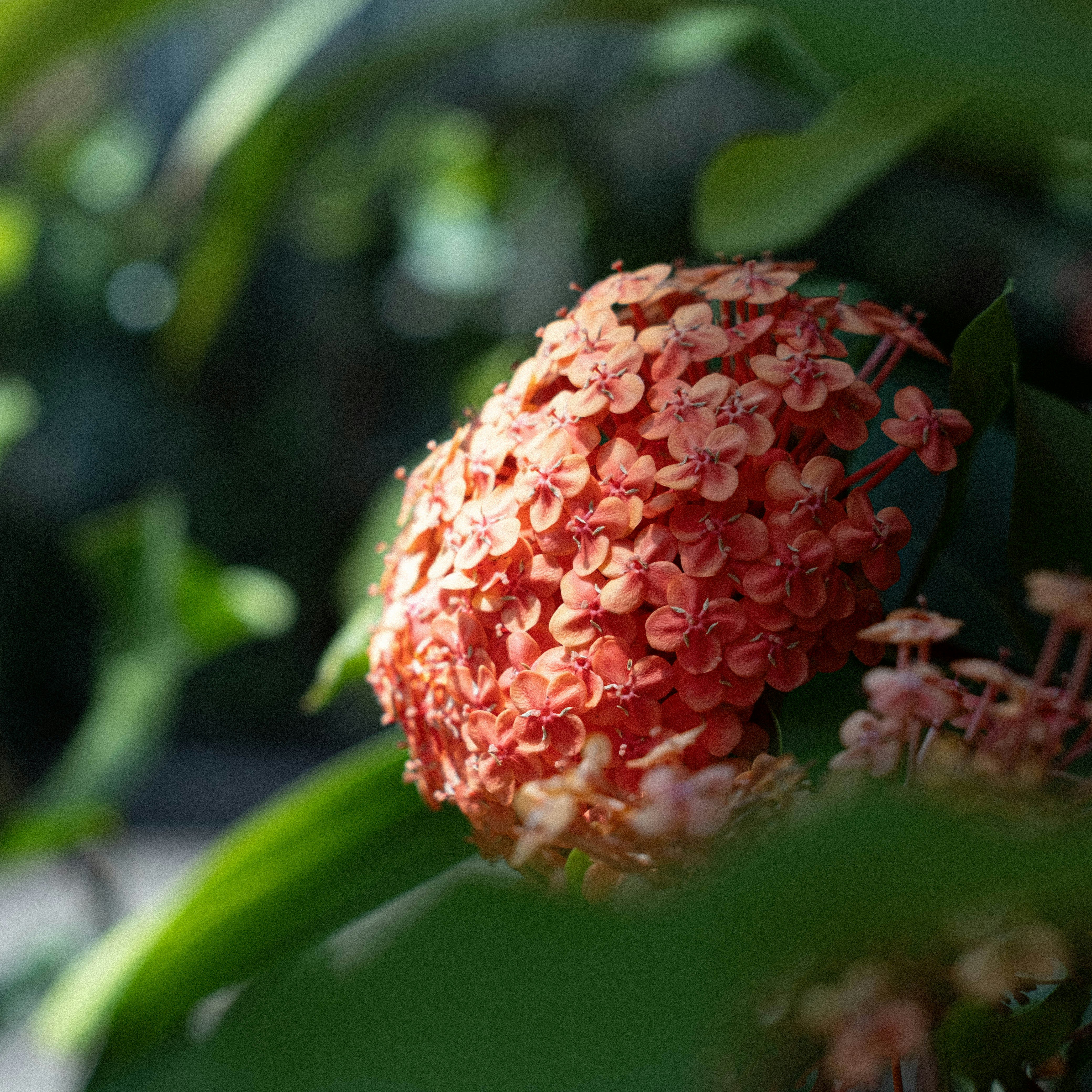 Coral Hydrangea in Sunlit Quietude