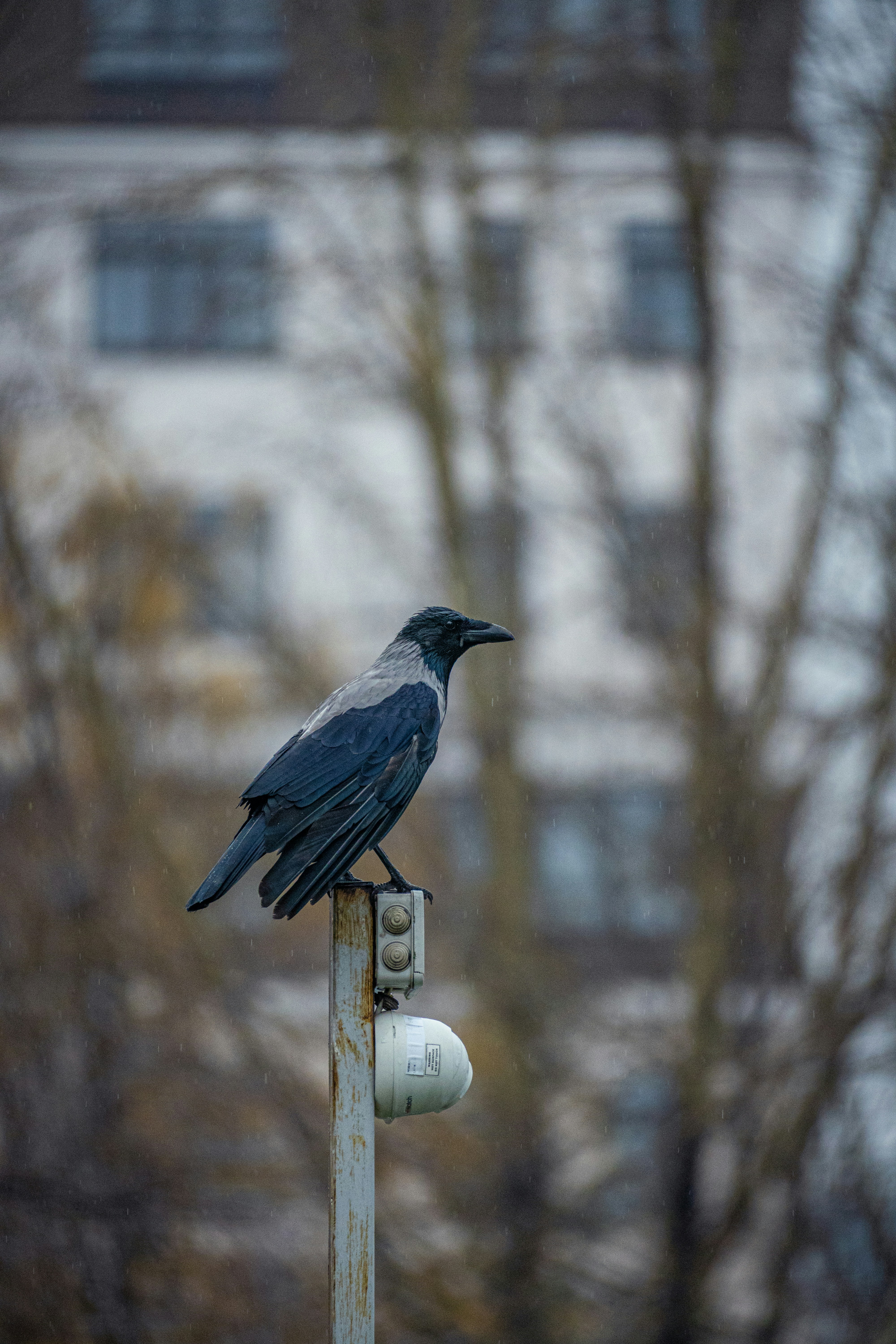 Crow on a Weathered Post as Winter Rain Softens the Cityscape