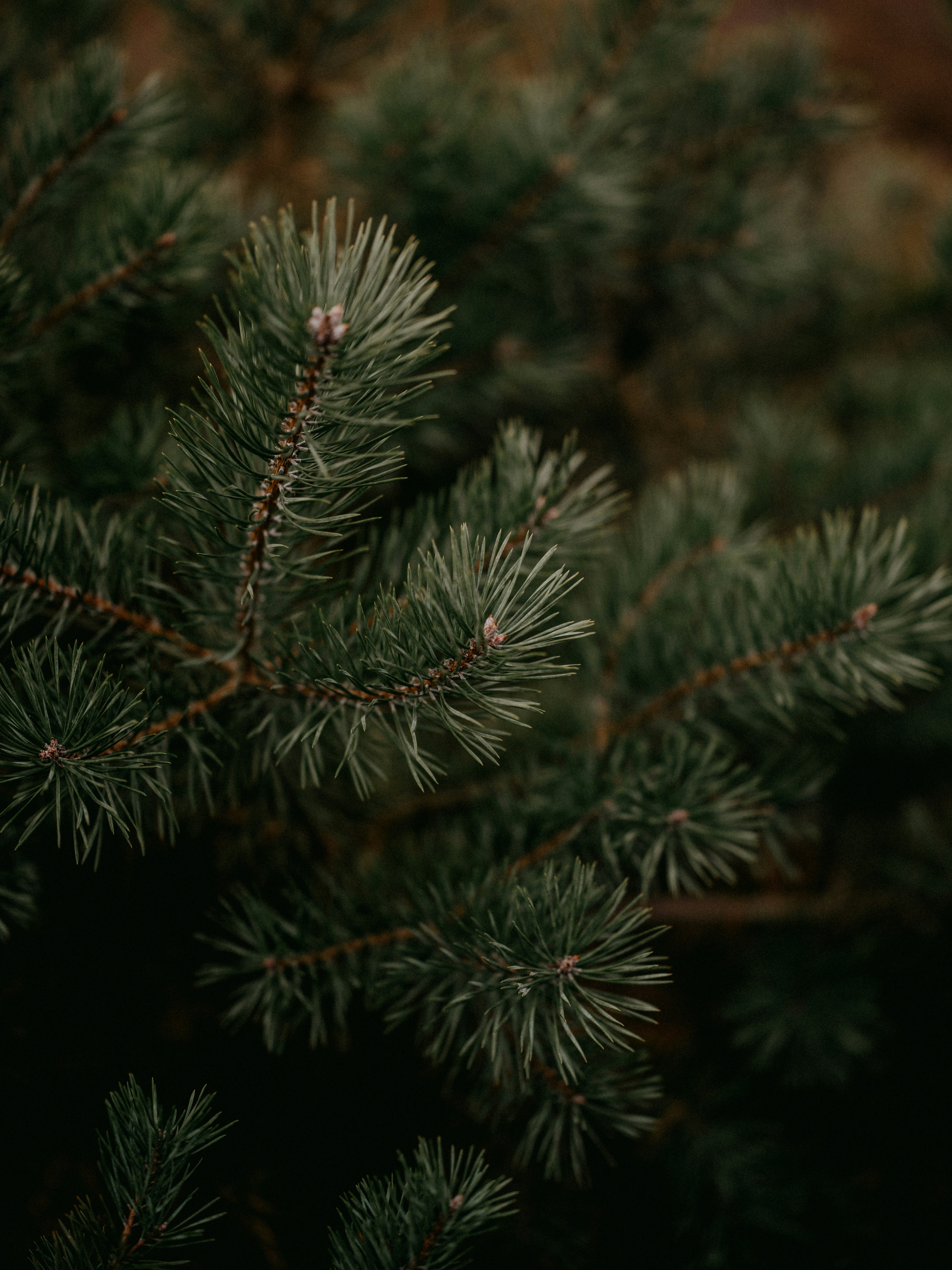 Foto Un primer plano de la rama de un pino – Imagen Pino gratis en Unsplash