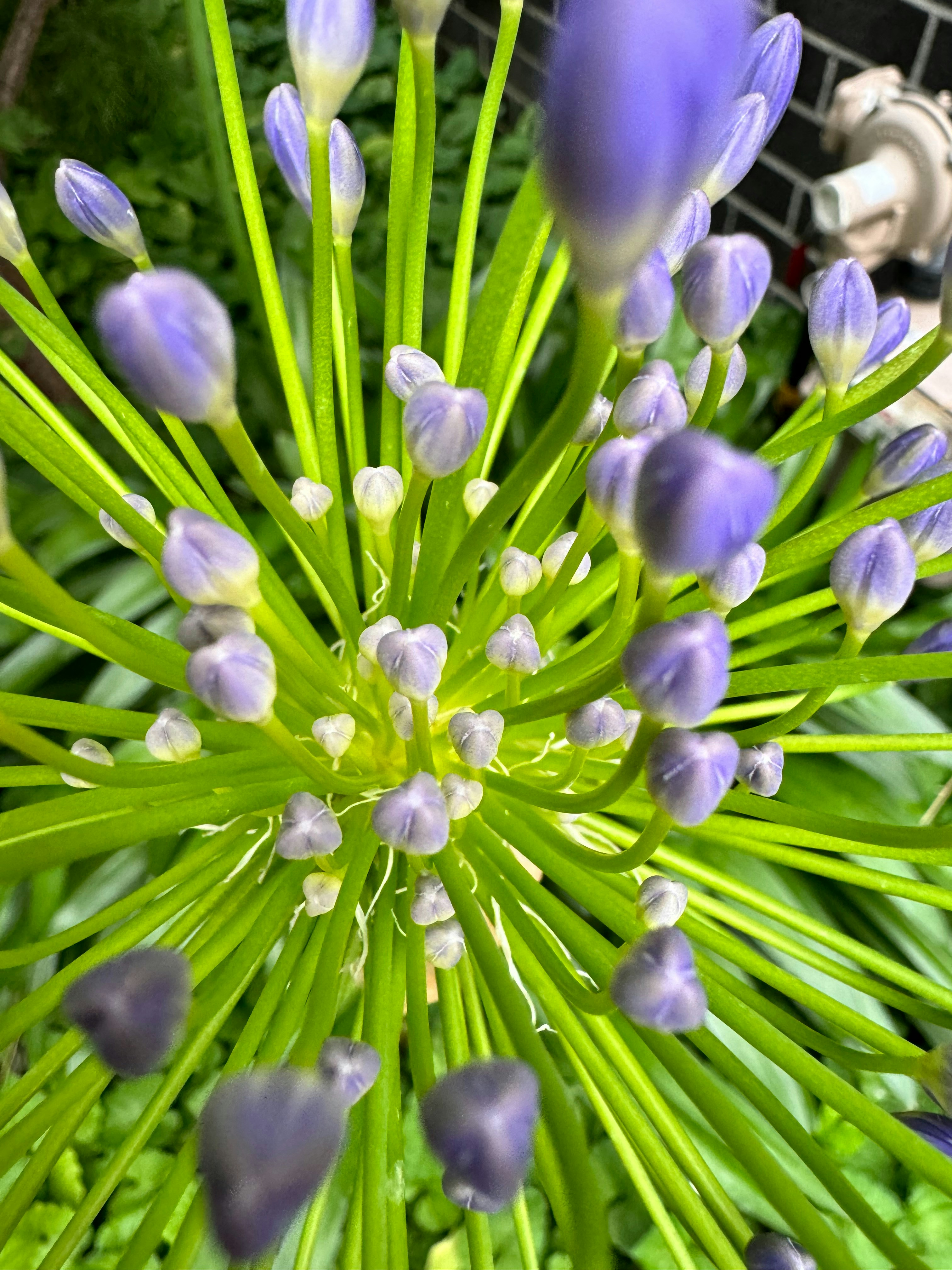 Neon Spokes and Violet Buds: a Macro Allium Burst