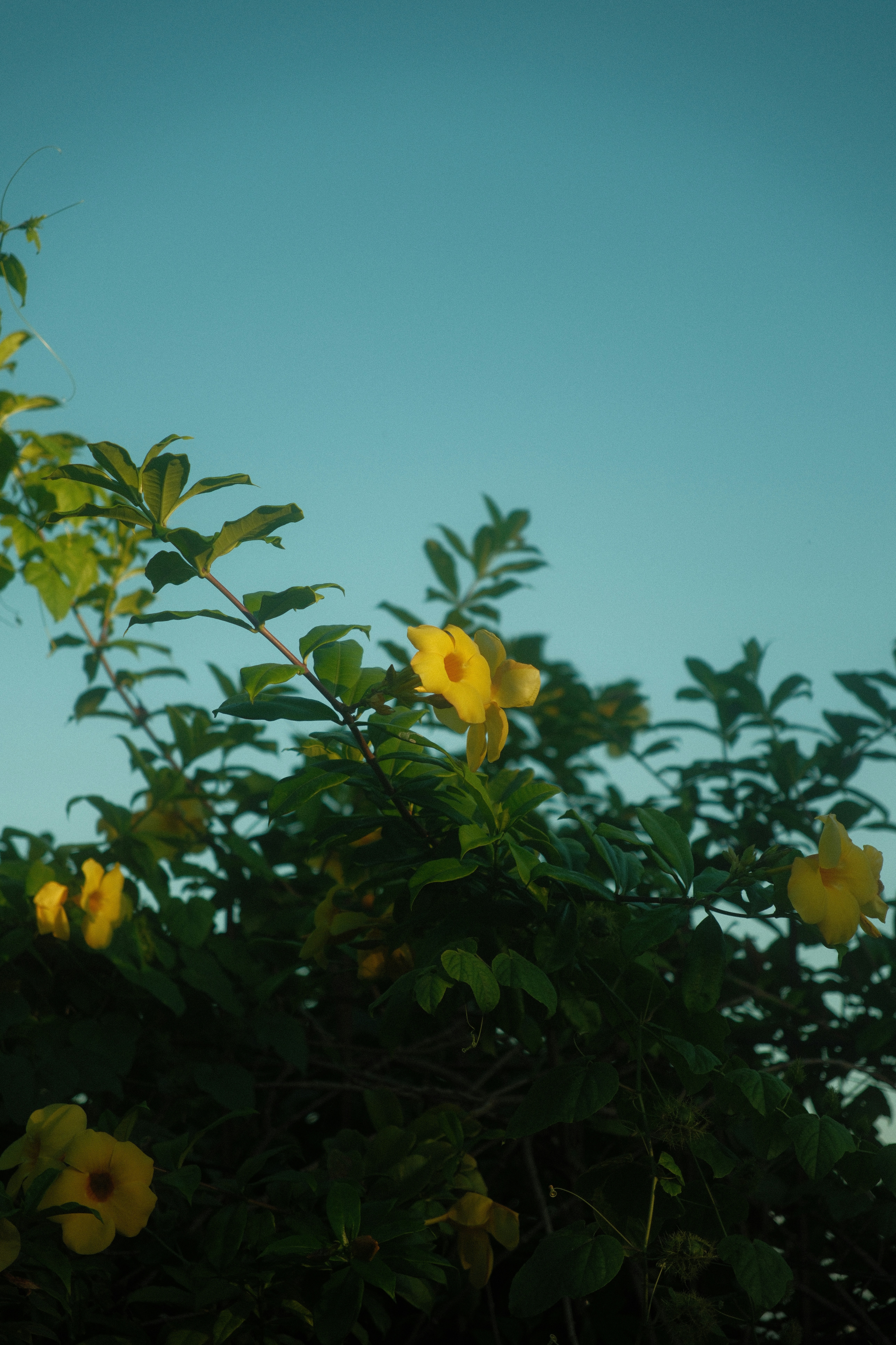 Sunlit Yellow Trumpets Climbing Toward a Cerulean Sky