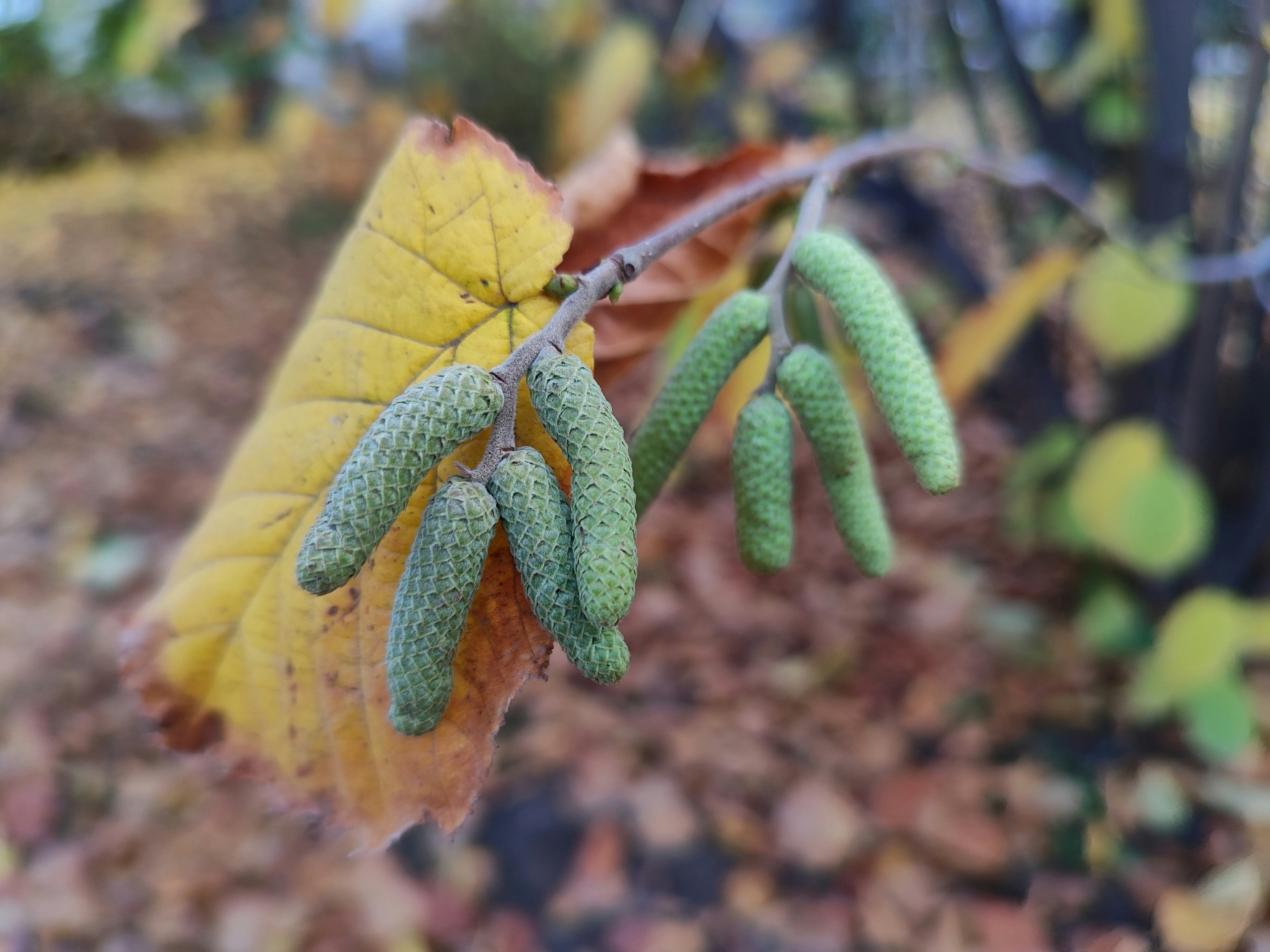 Close-up of a branch with green catkins and yellow autumn leaves, with shallow depth of field creating a soft, blurred background.