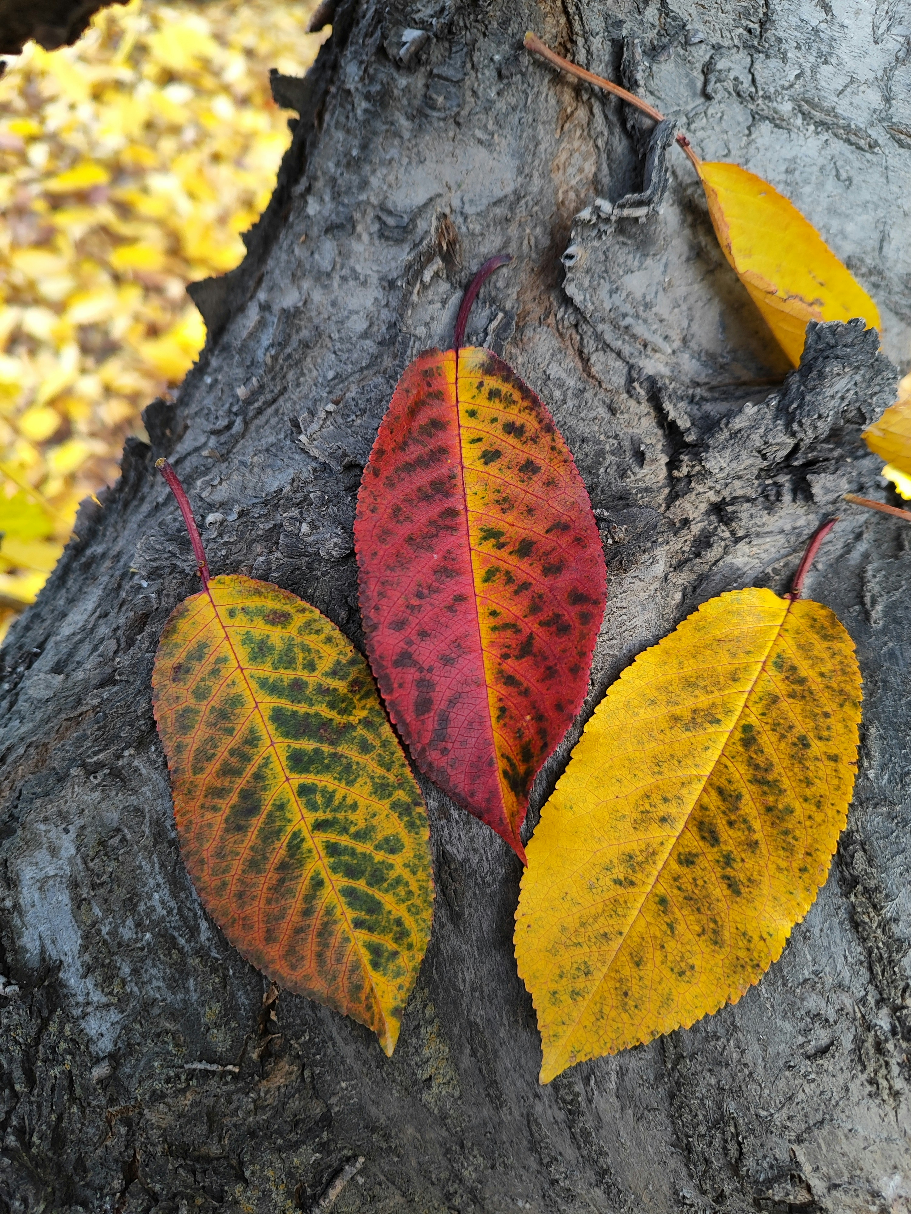 Close-up of three autumn leaves—red, orange, and yellow—clinging to rugged tree bark with a softly blurred background.