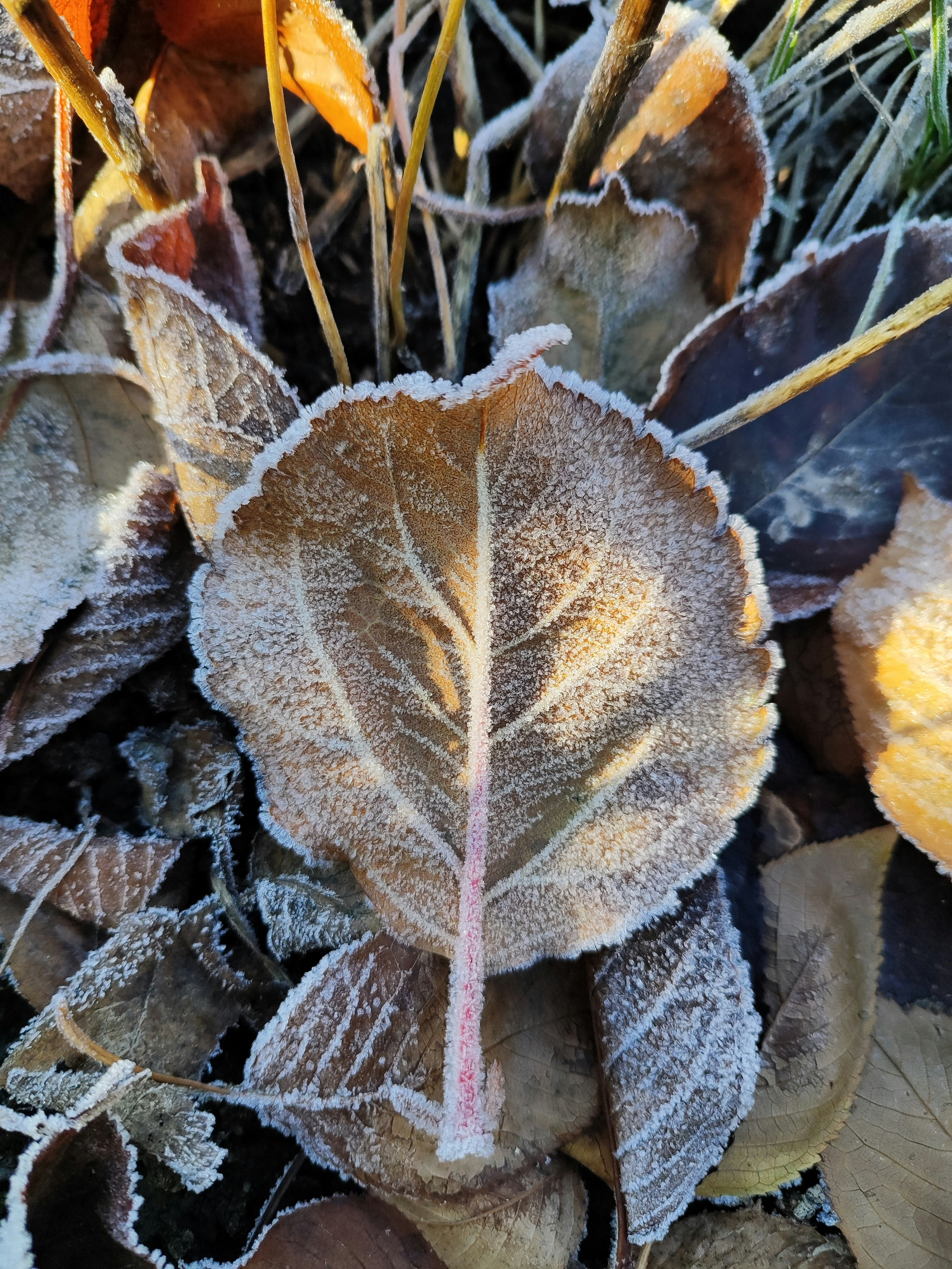 Macro photograph of frost-coated leaves on the ground, highlighting delicate icy edges and veined textures.