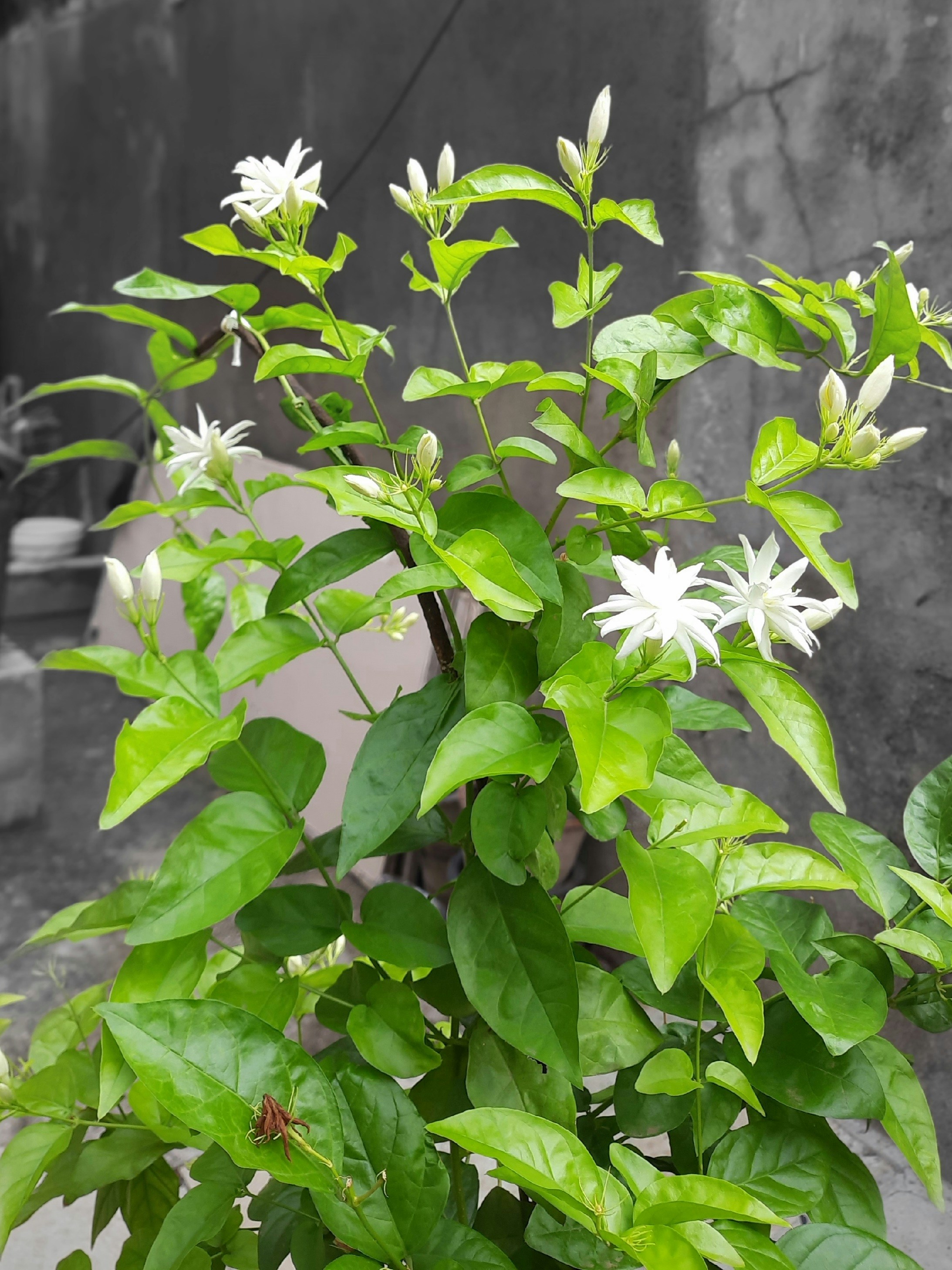 Photo by Nimish Powar with Samsung Galaxy F41