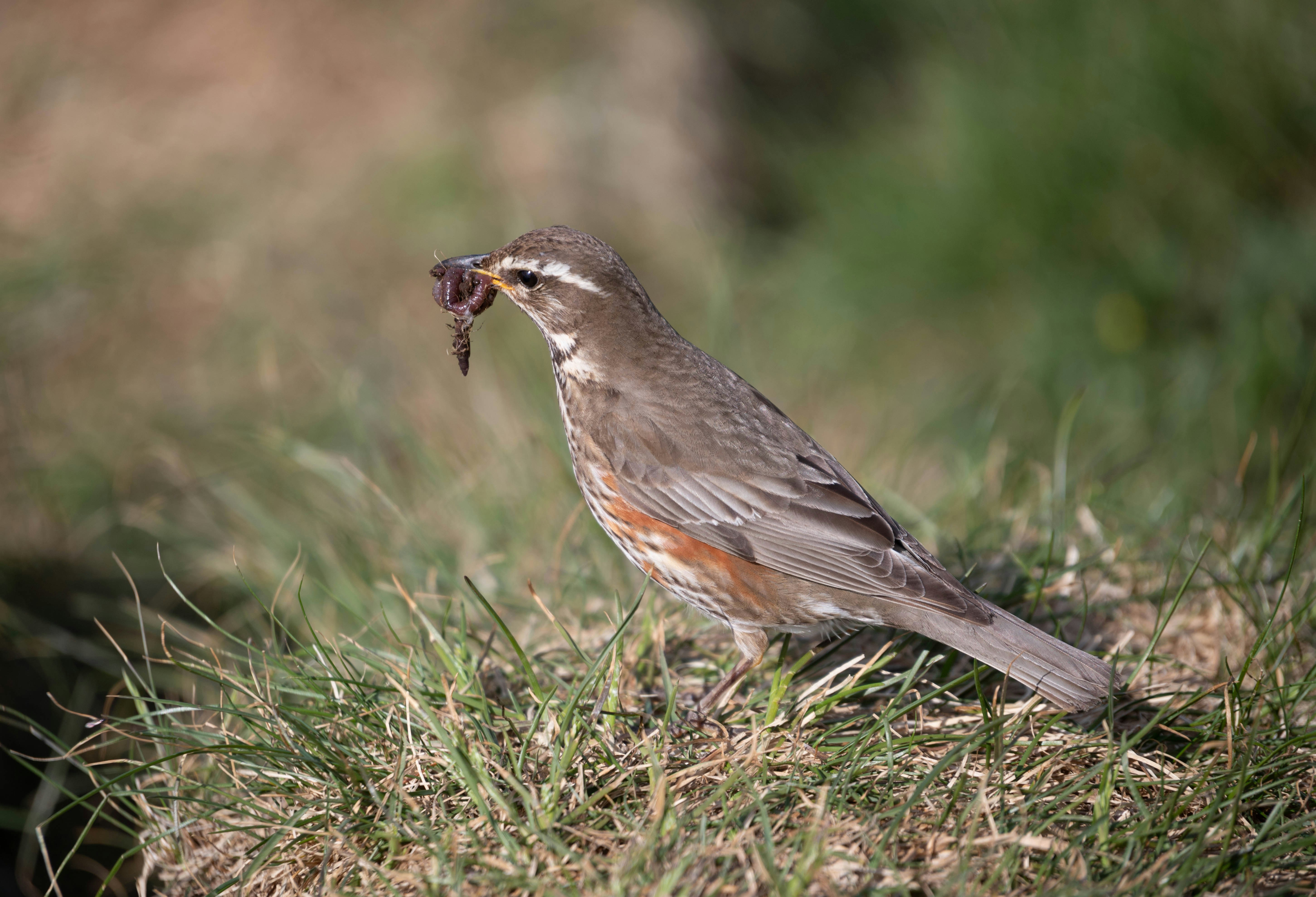 A small bird with a piece of food in its mouth photo – Free Island ...
