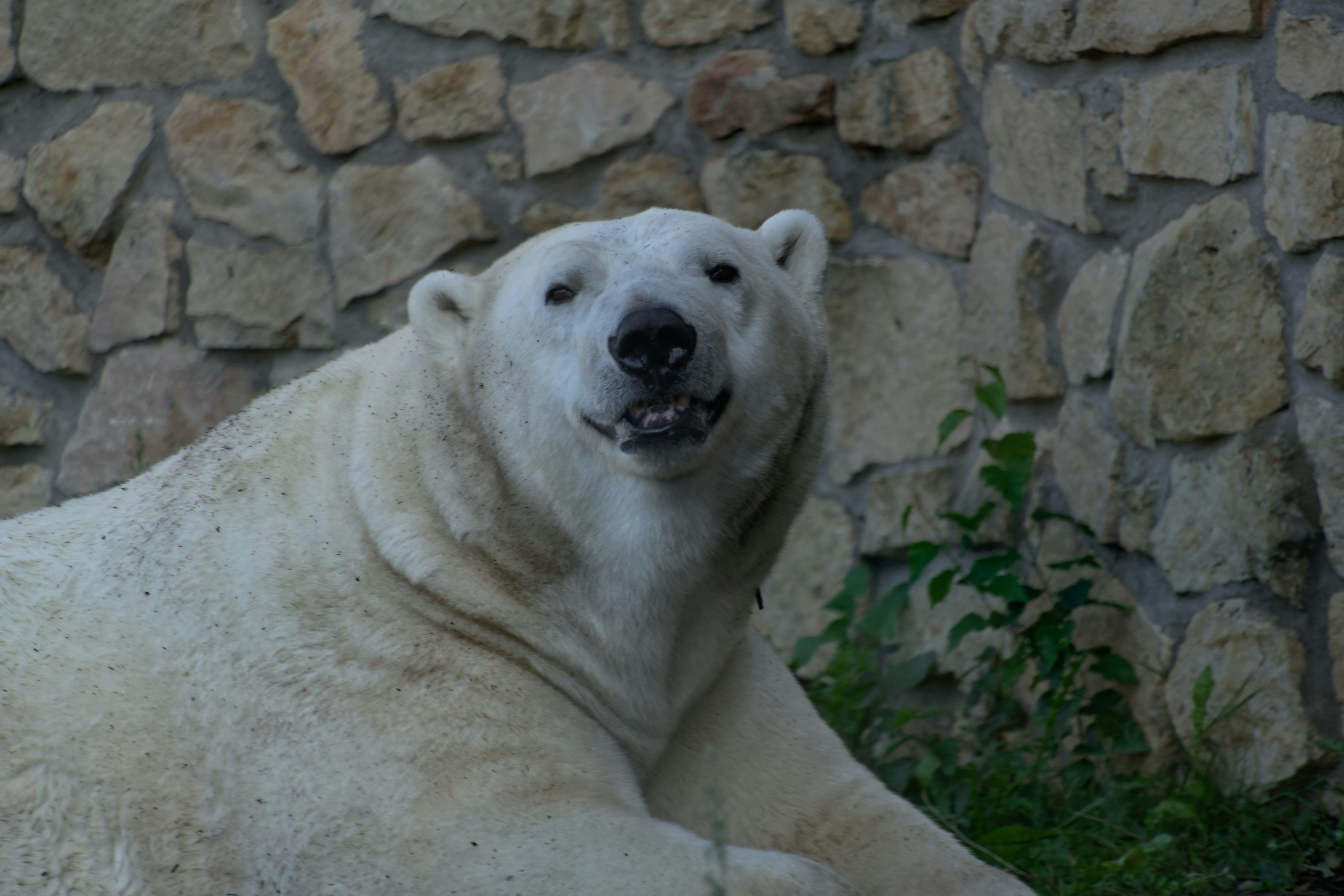 Stone-Walled Solace: a Polar Bear Resting in Dappled Shade