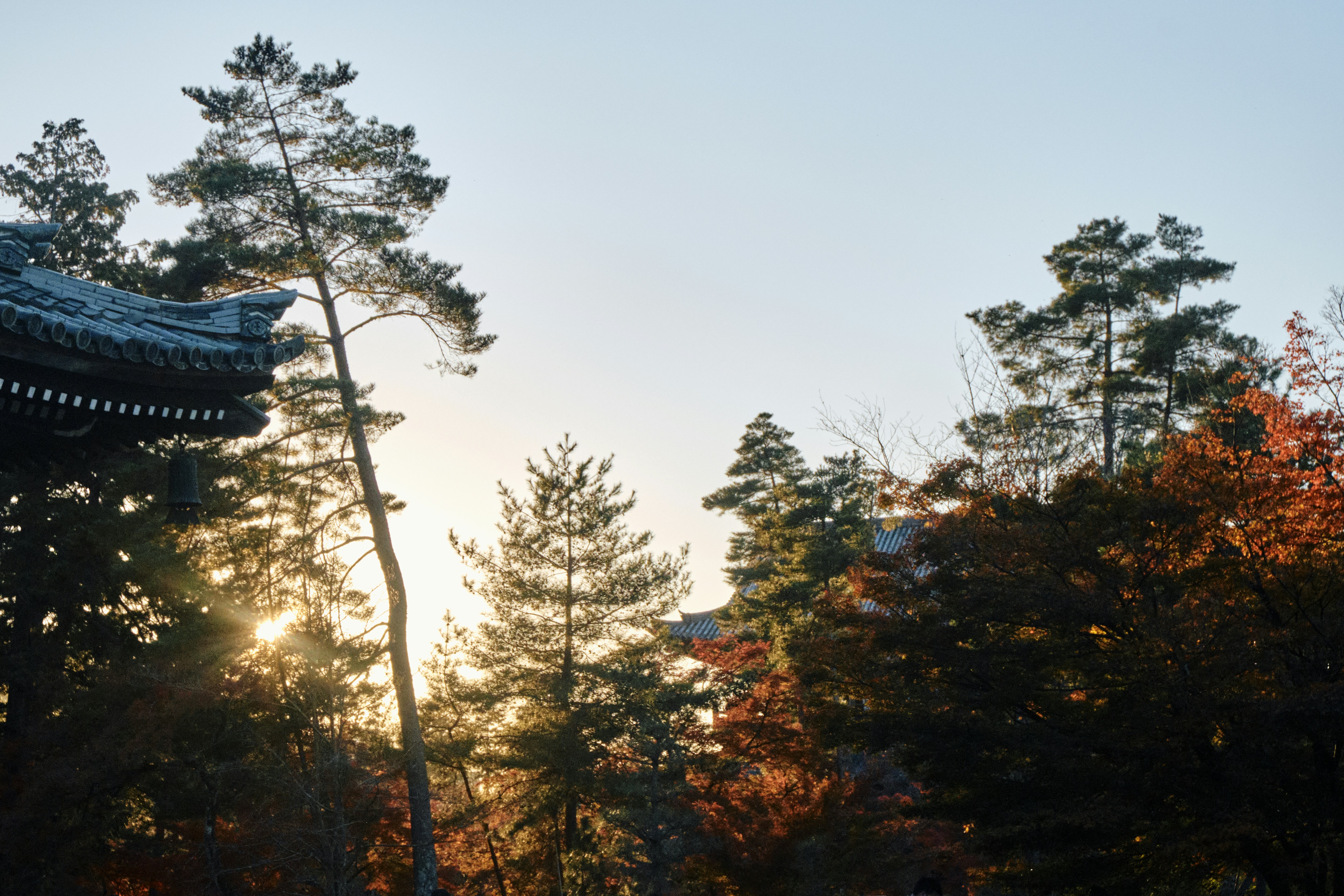 Dawn Light Through Autumn Pines Over a Temple Roof
