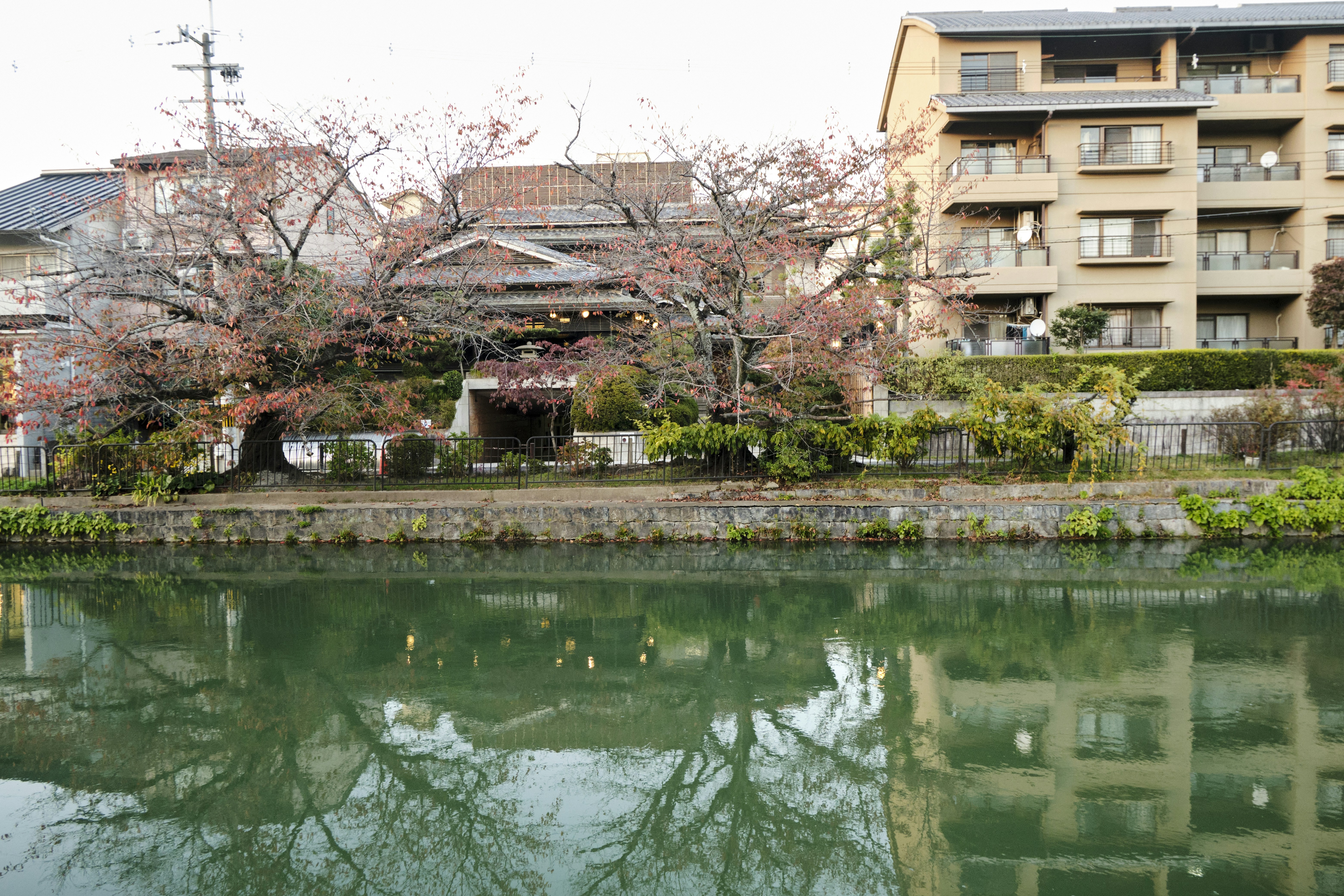 Spring Sakura by the Riverside: Blooming Trees Across a Quiet Canal