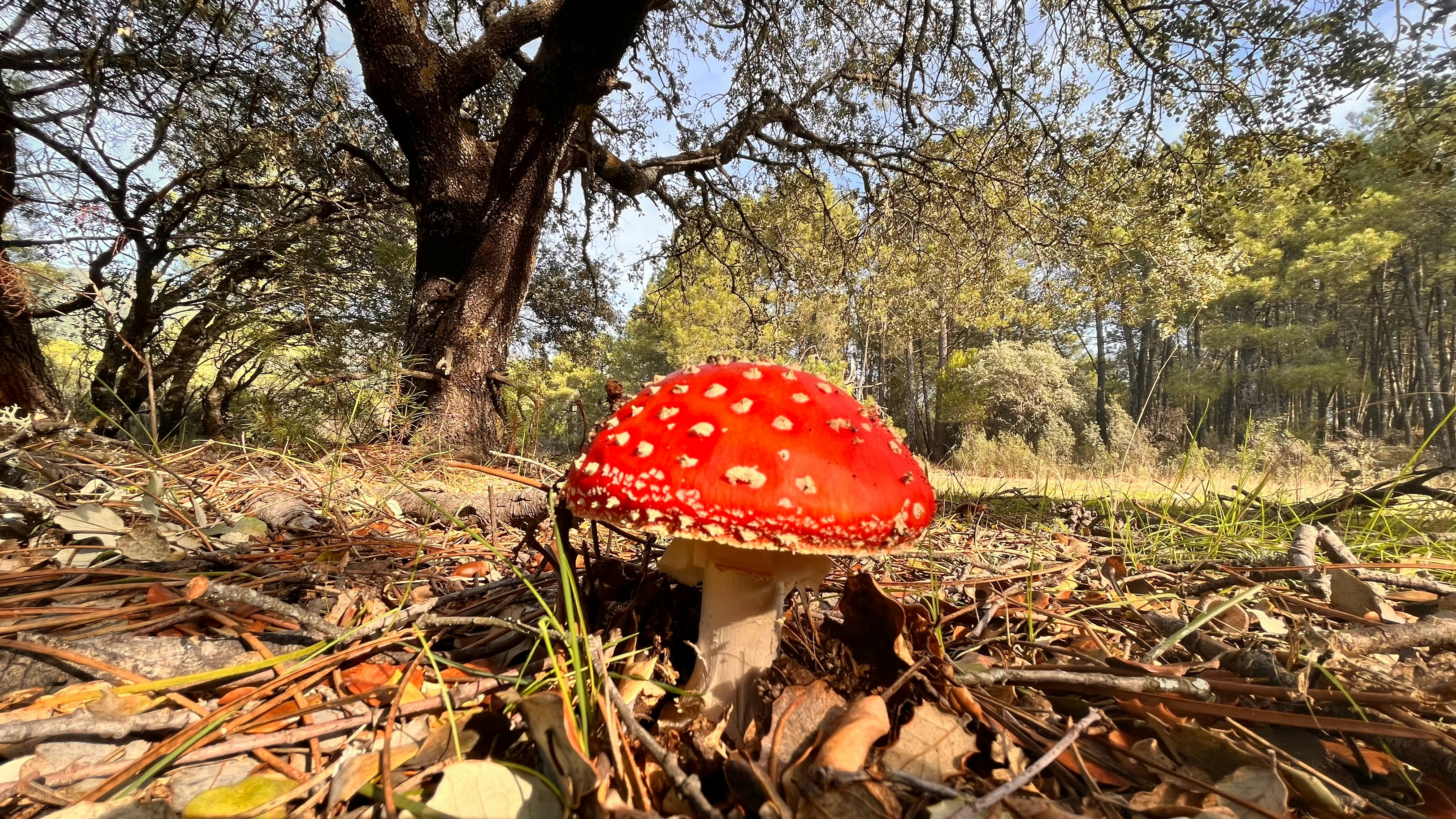 Scarlet Amanita Among Sun-Touched Pine Needles