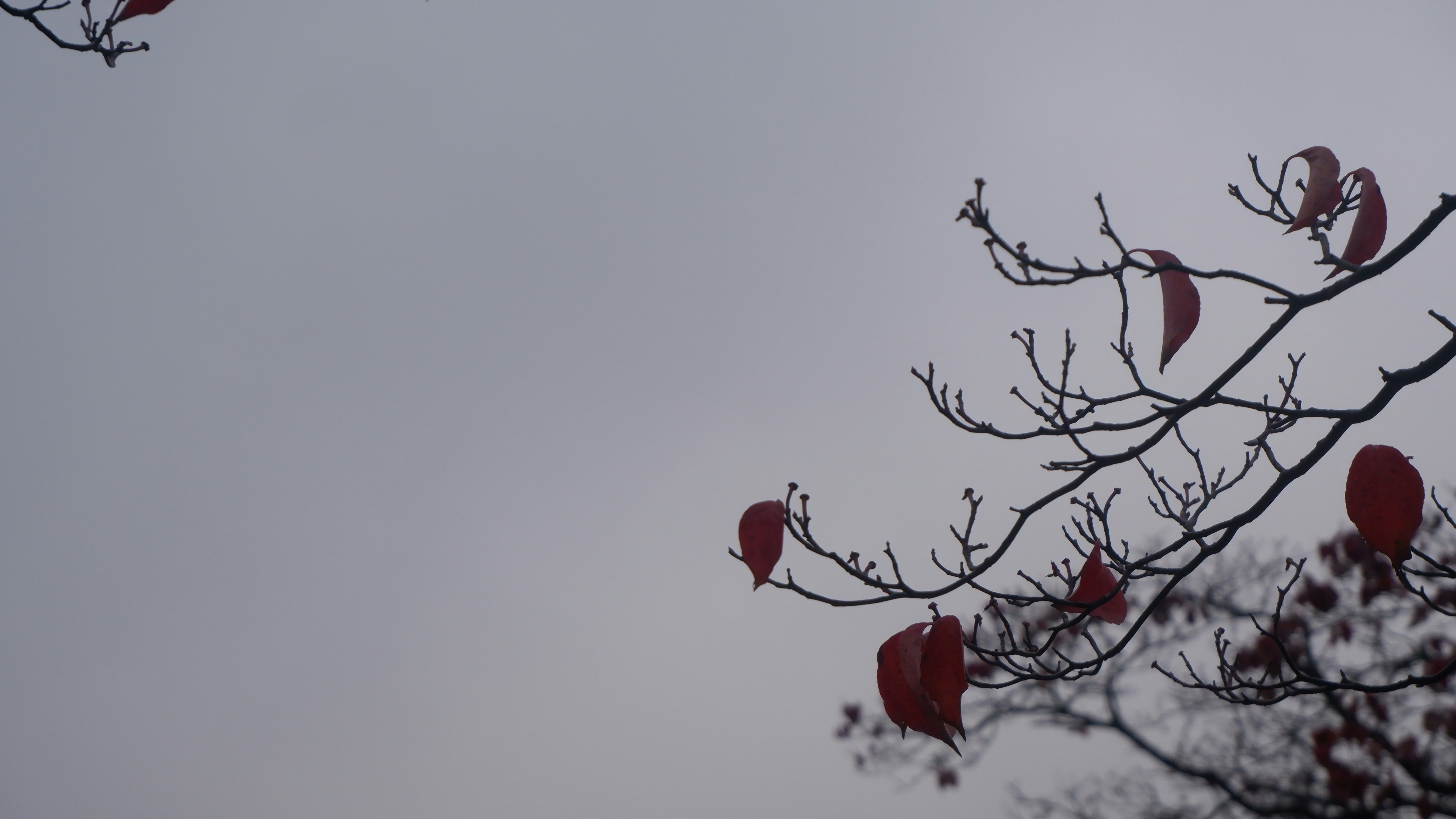 Winter's Last Leaves