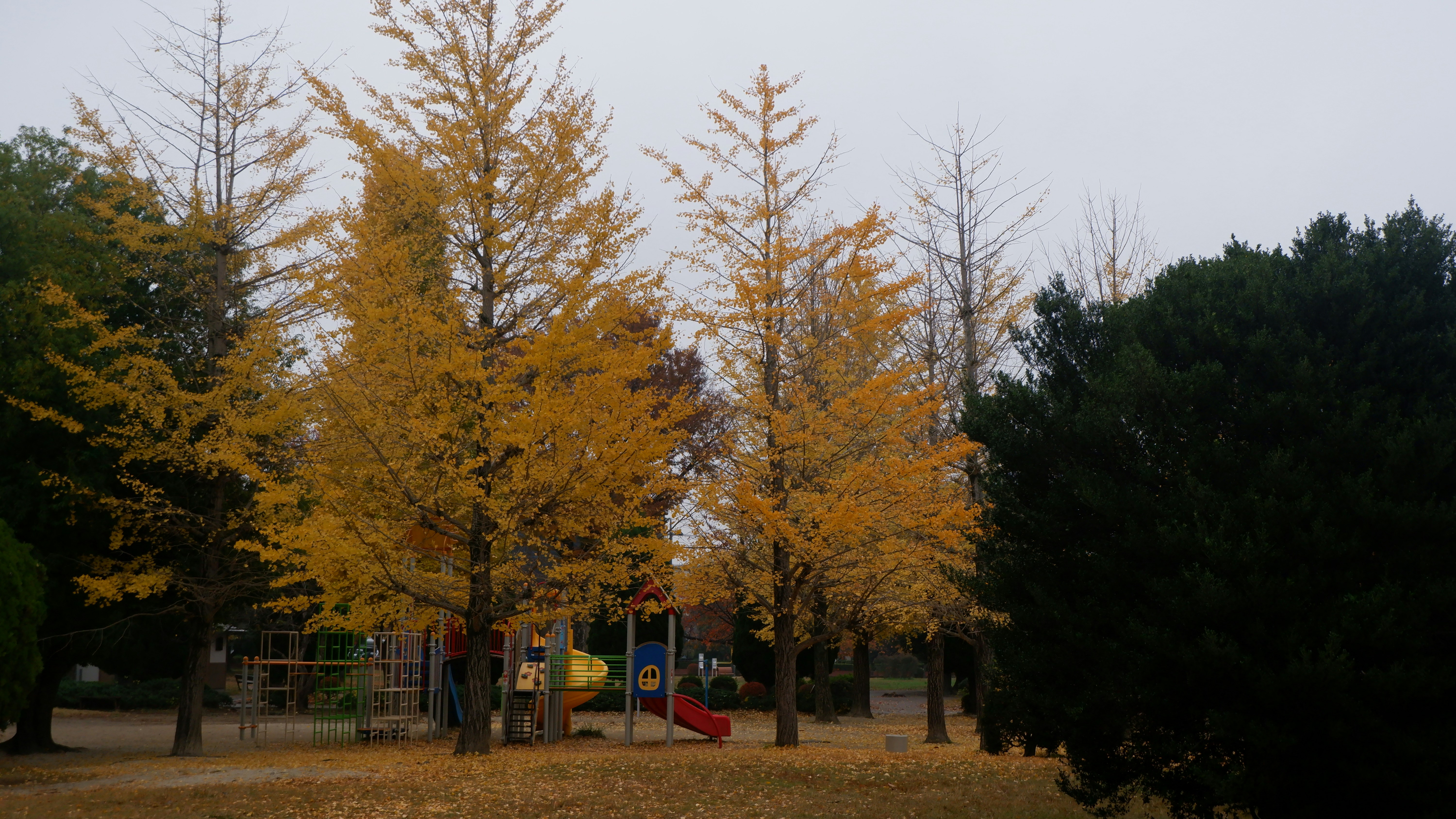 Amber Canopy Over a Quiet Park Playground