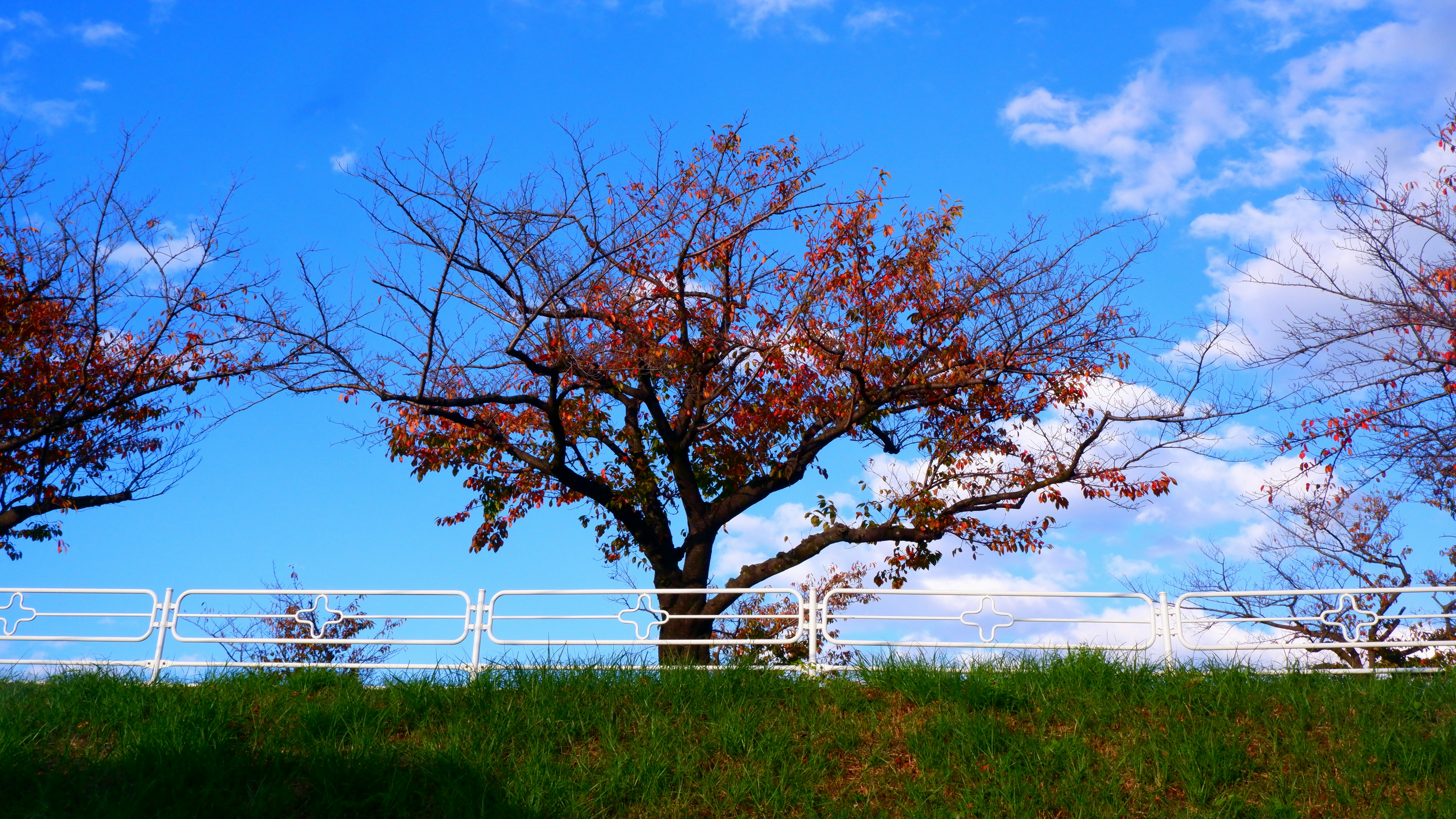 Crimson Sentinel Behind a White Rail on a Quiet Hill