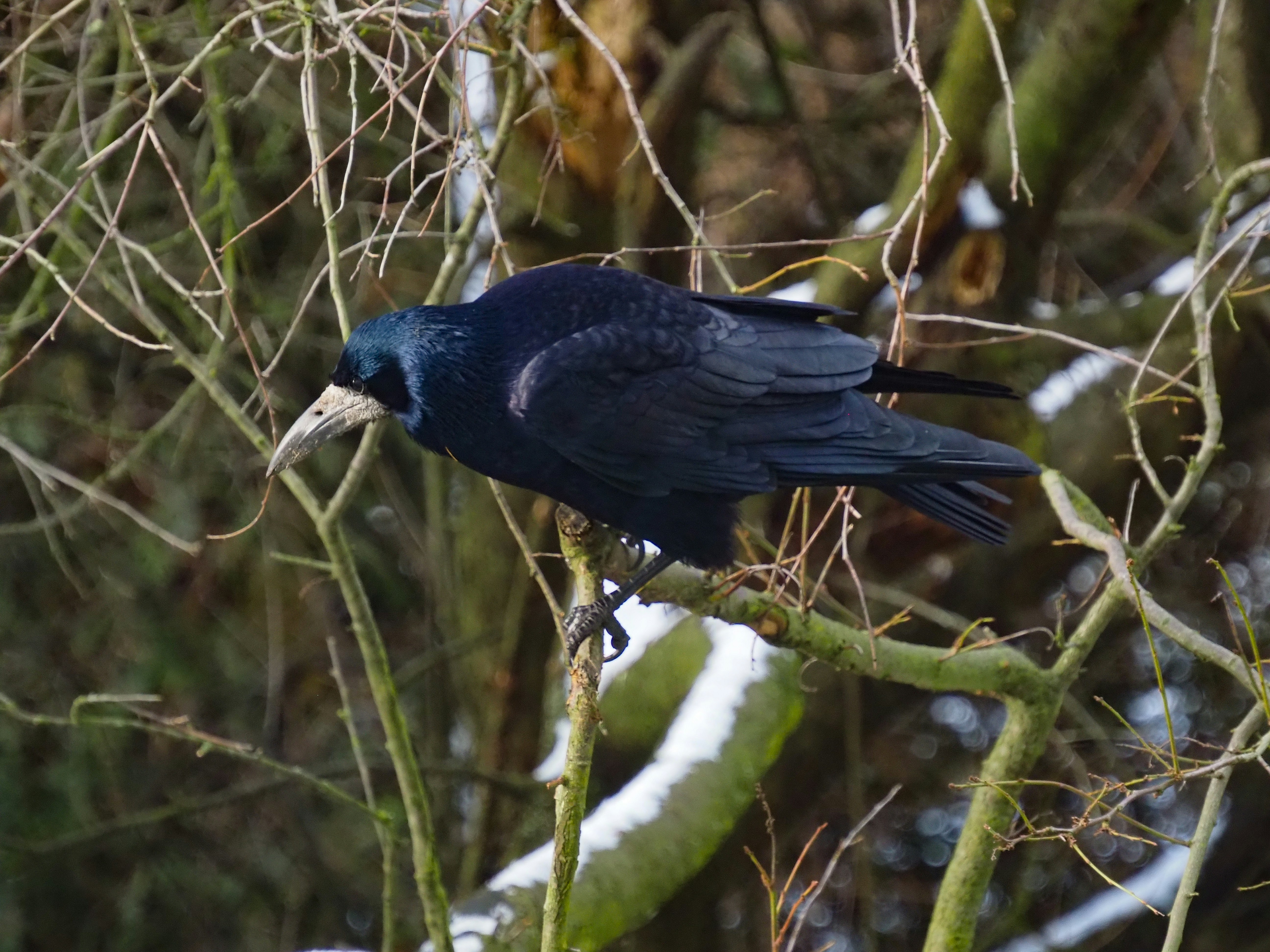 Midwinter Sentinel: A Raven Perched Amid Frost-Flecked Branches