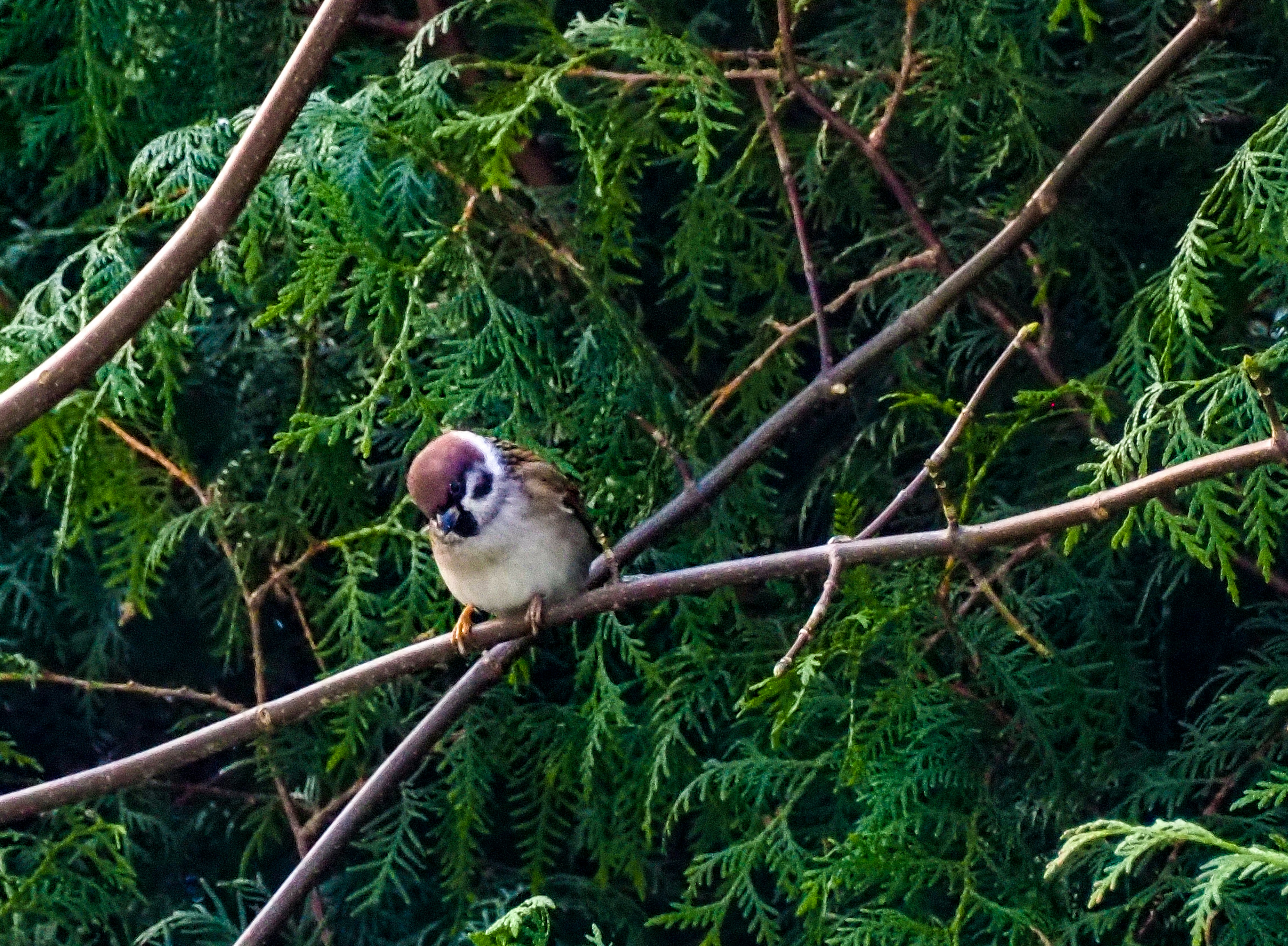 Sap-splashed Branchscape: A Sparrow Perches Amid Dense Foliage